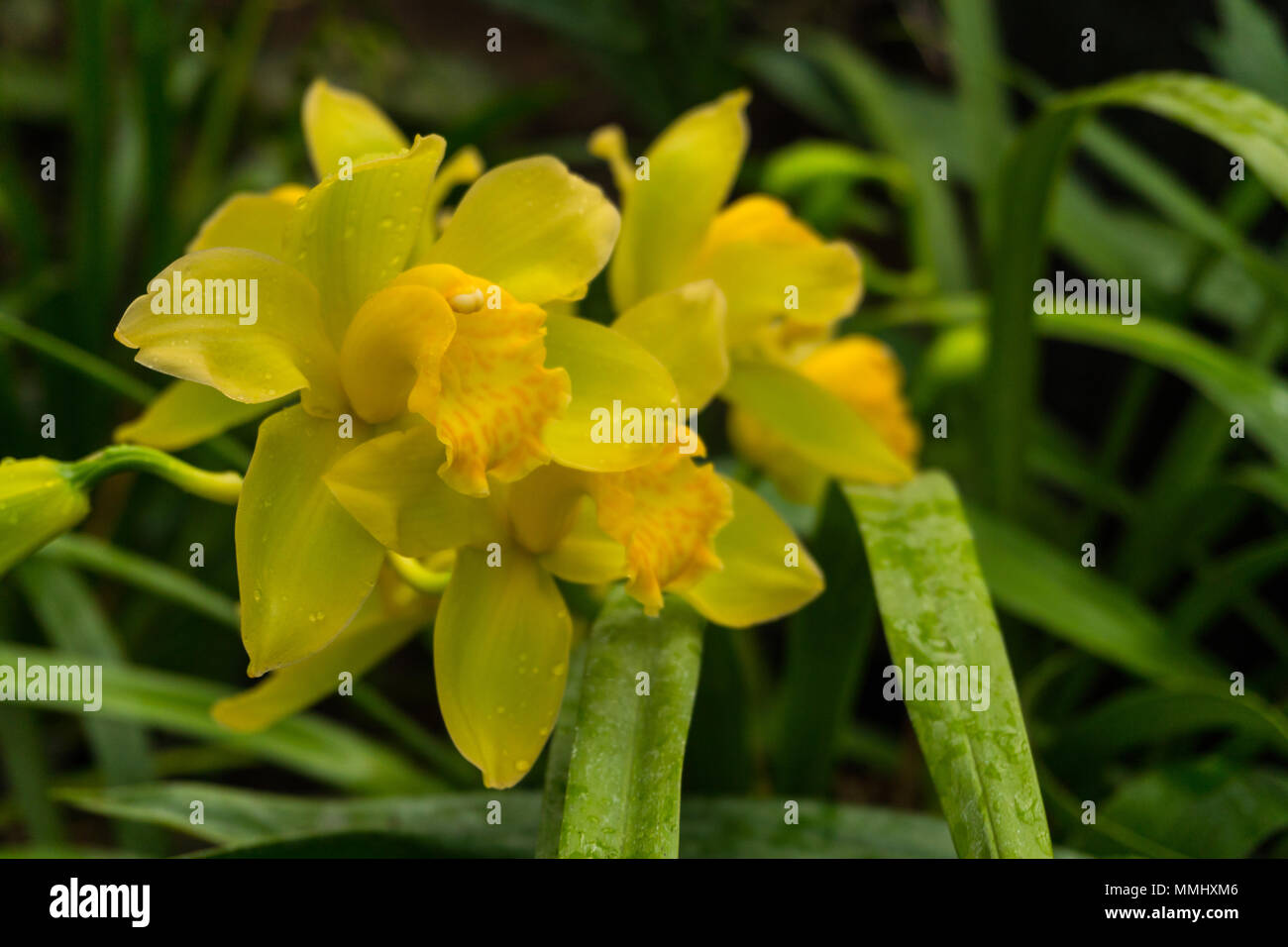 Colorful Wild Yellow Orchids on the Branch in the Tropical Rain Forest ...