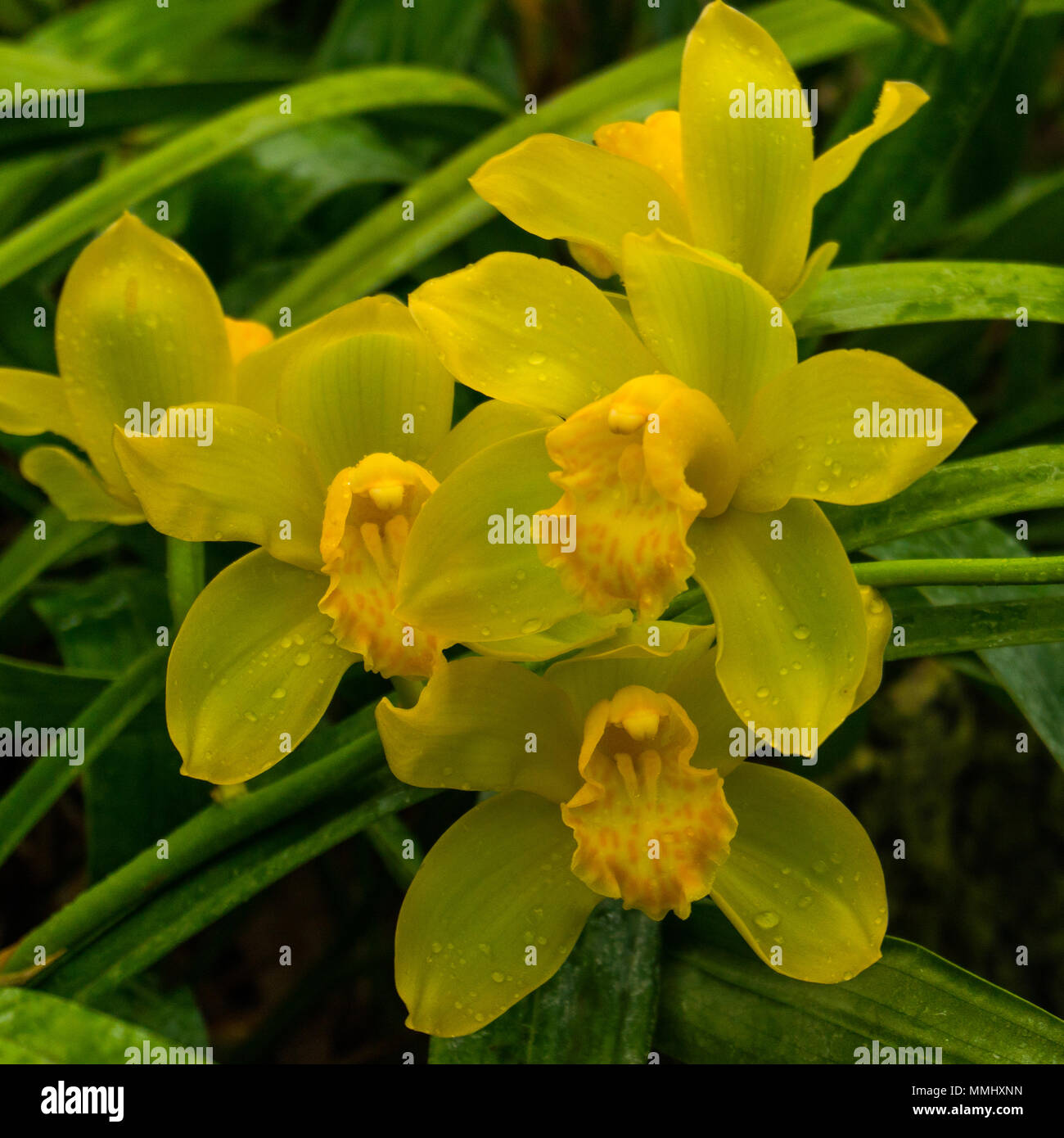 Colorful Wild Yellow Orchids on the Branch in the Tropical Rain Forest ...