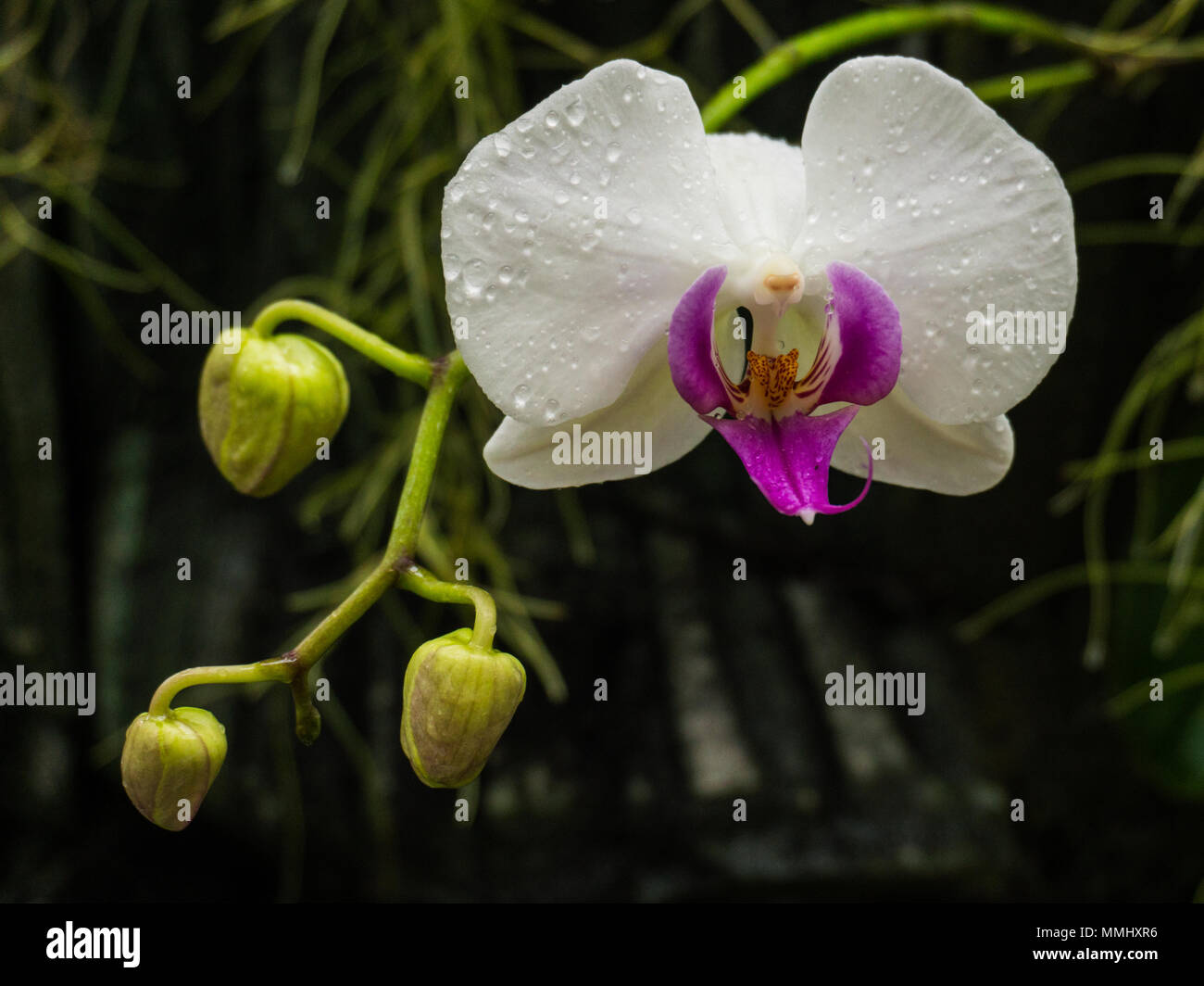 Colorful Wild Orchids on the Branch in the Tropical Rain Forest Jungle ...