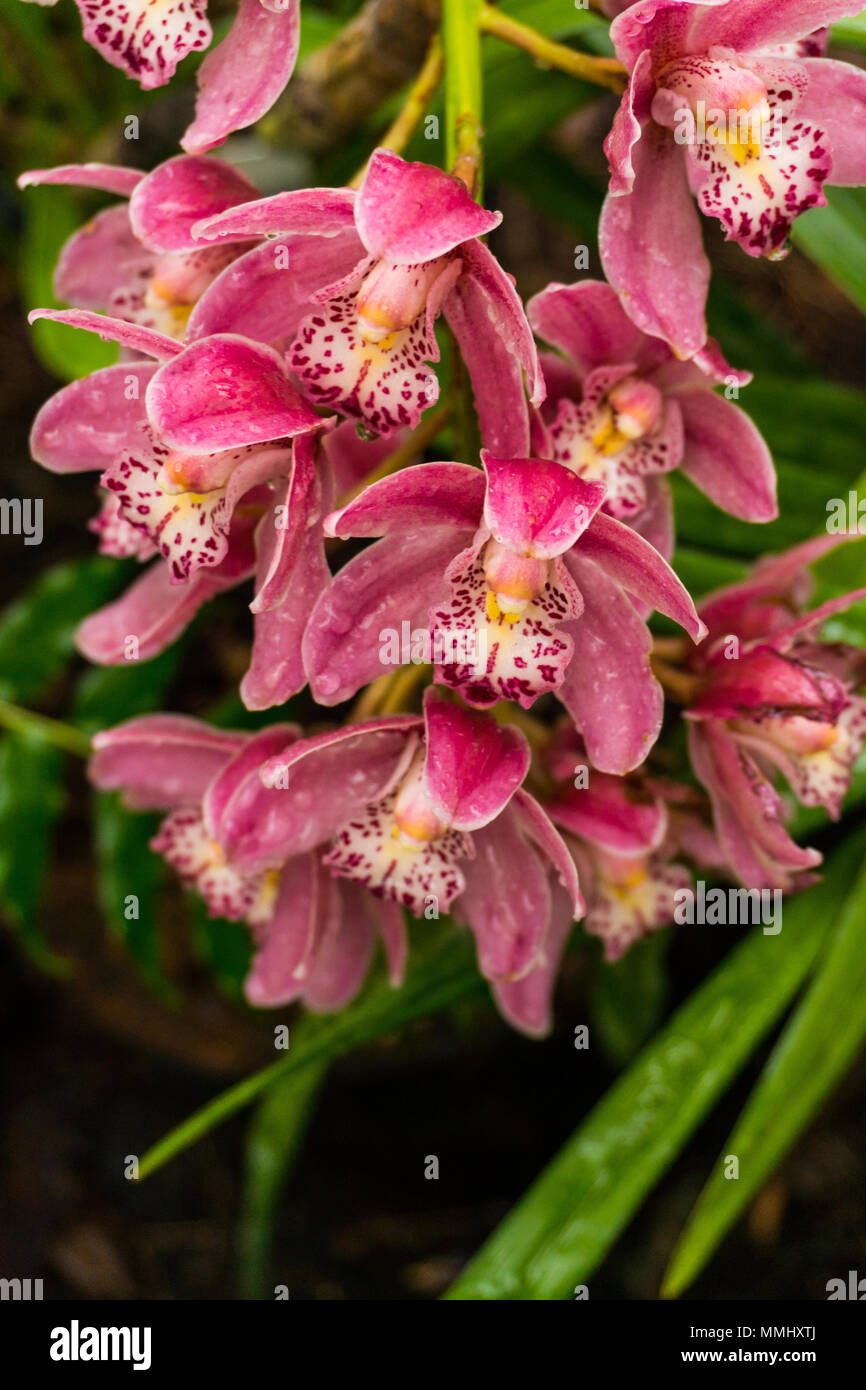 Colorful Wild Pink Flowers on the Branch in the Tropical Rain Forest ...