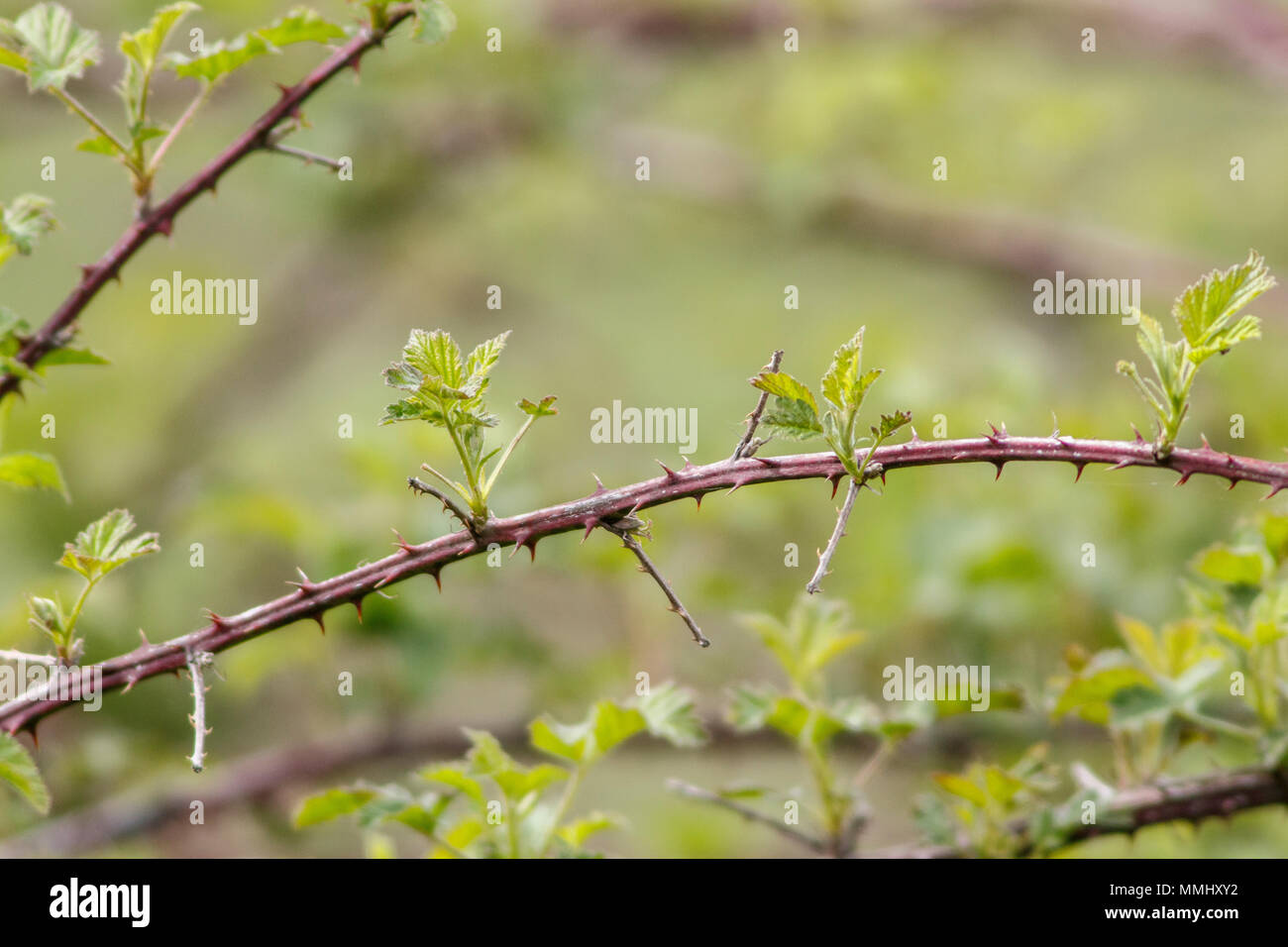 Blue bramble hi-res stock photography and images - Alamy