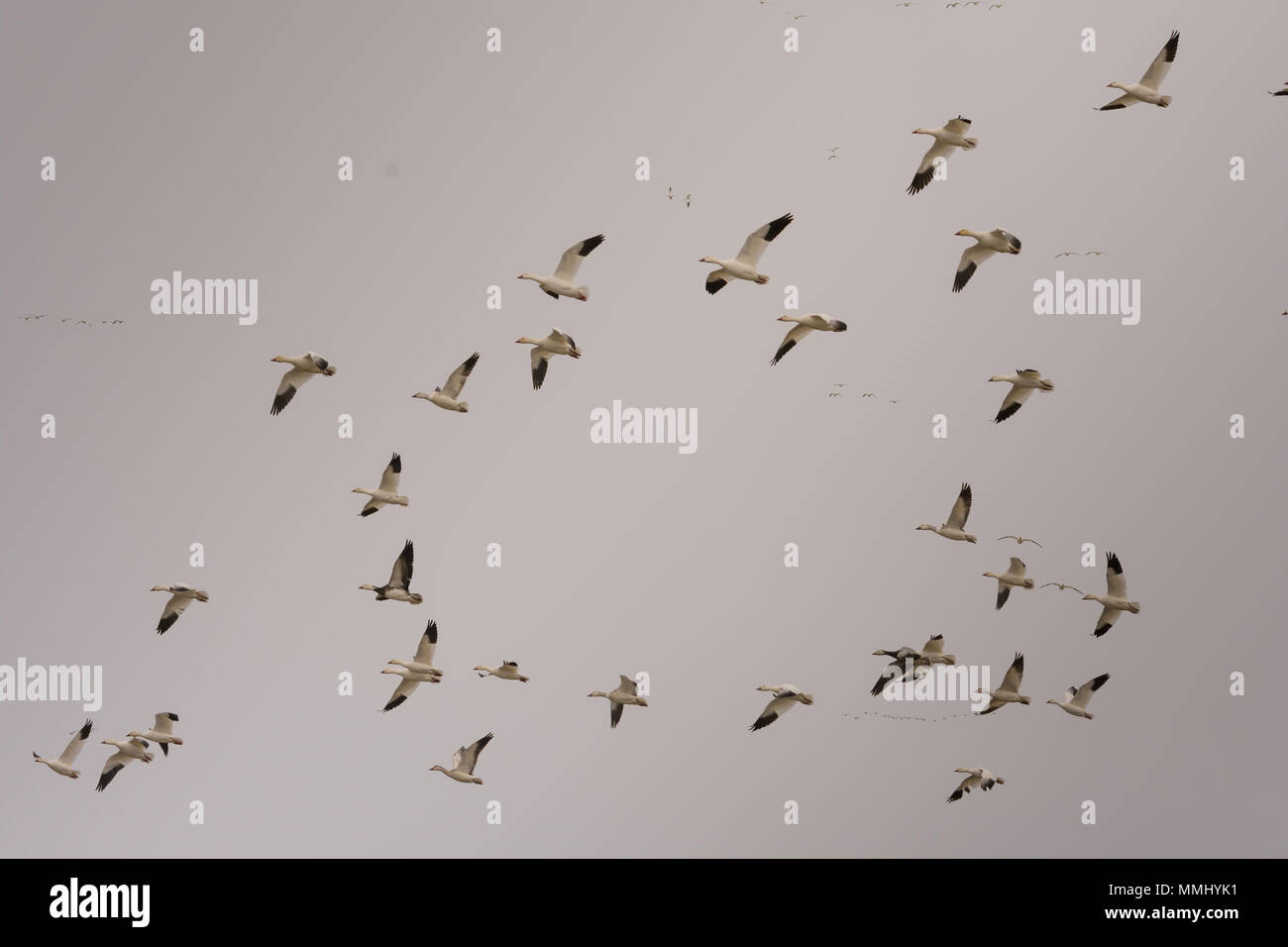 Arctic geese hi-res stock photography and images - Alamy