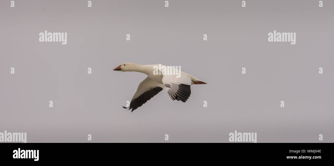 Snow goose flying toward the Arctic Stock Photo - Alamy