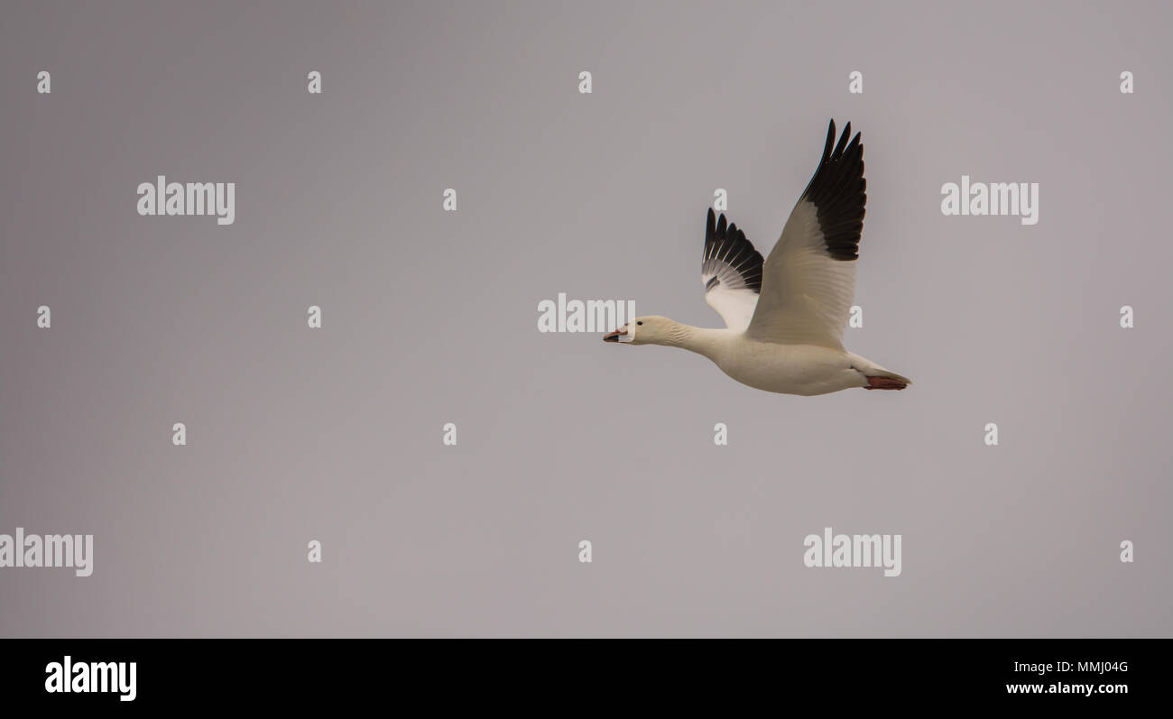 Snow goose flying toward the Arctic Stock Photo - Alamy