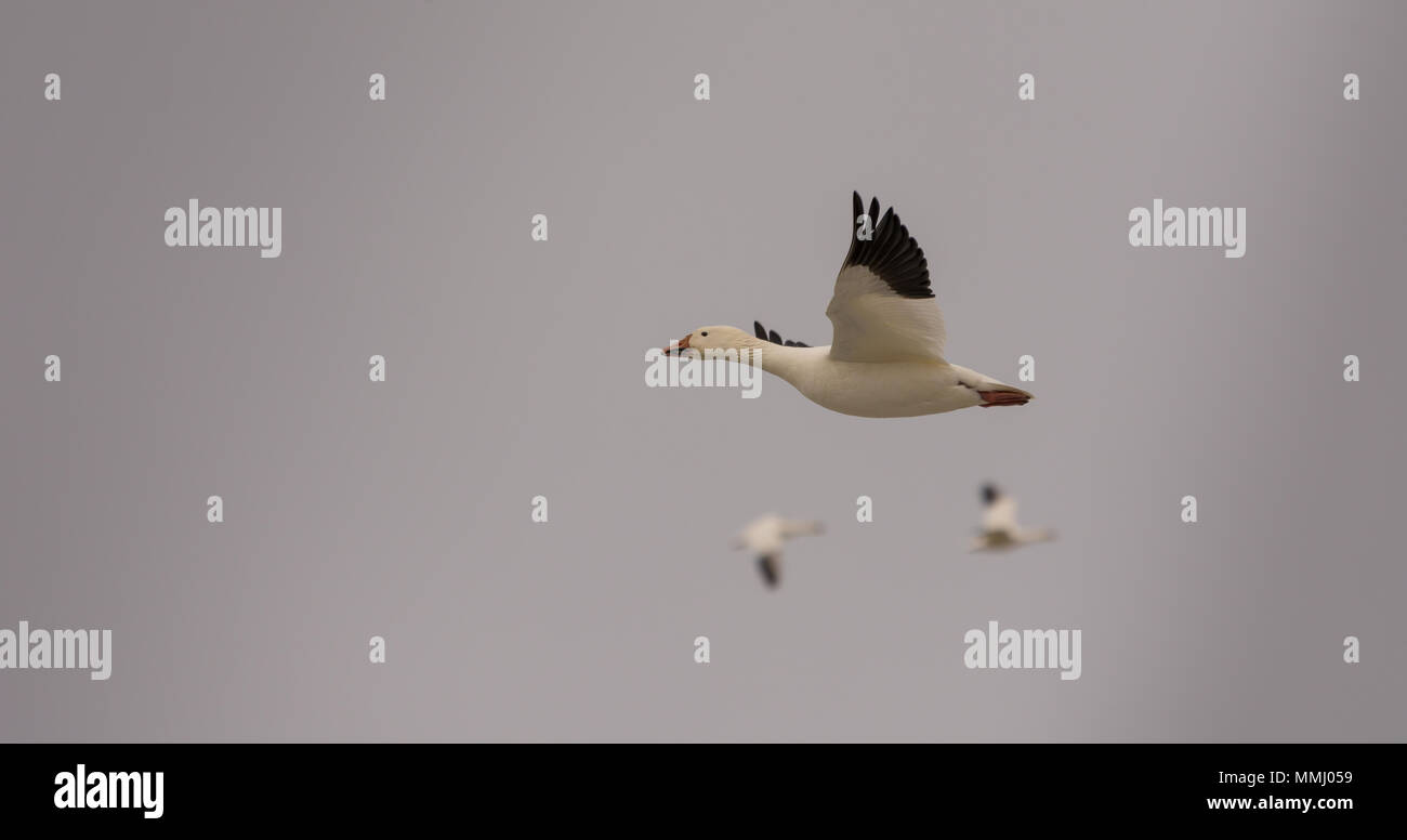 Snow goose flying toward the Arctic Stock Photo - Alamy