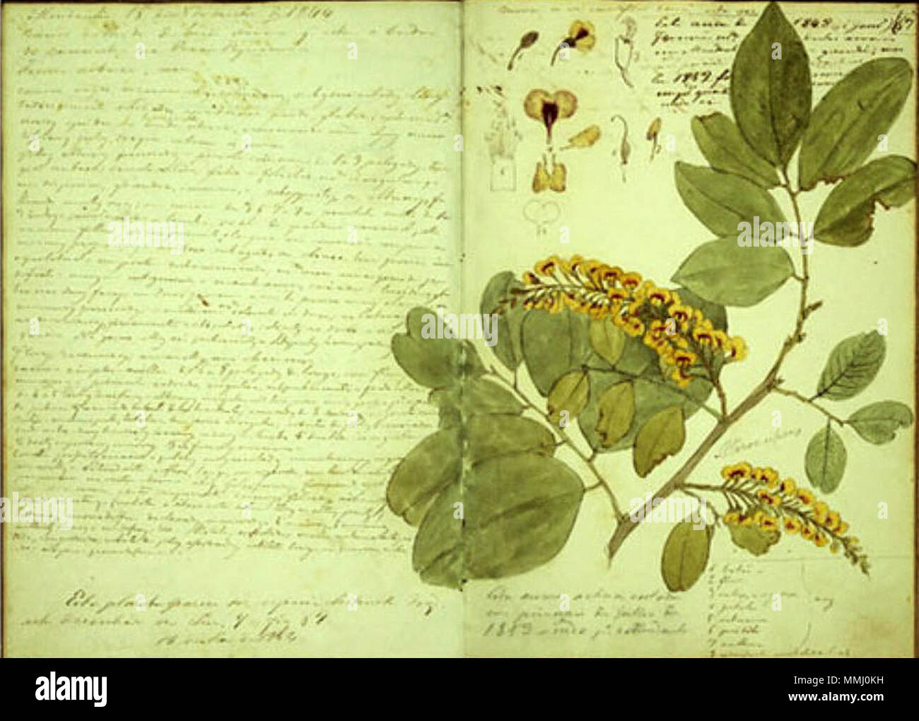 Francisco Freire Alemão - Estudos botânicos e descrições de plantas ...