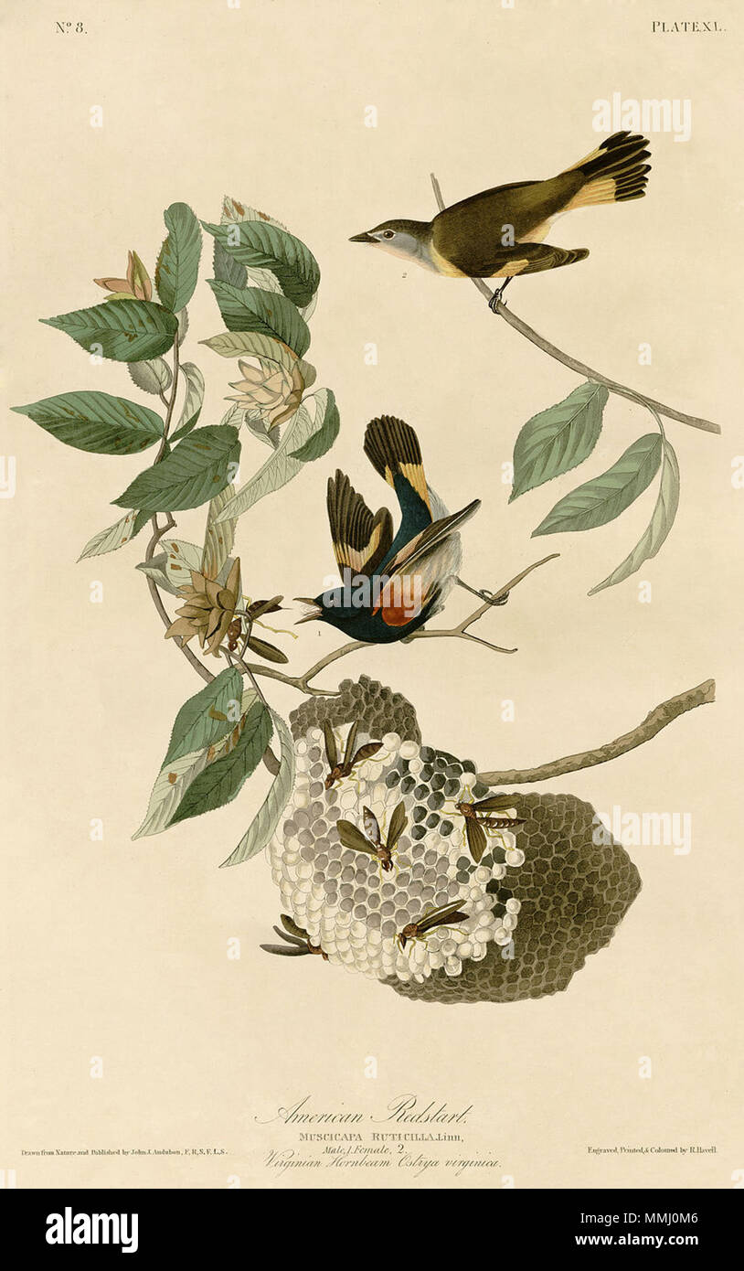 Audubon drawing hi-res stock photography and images - Alamy