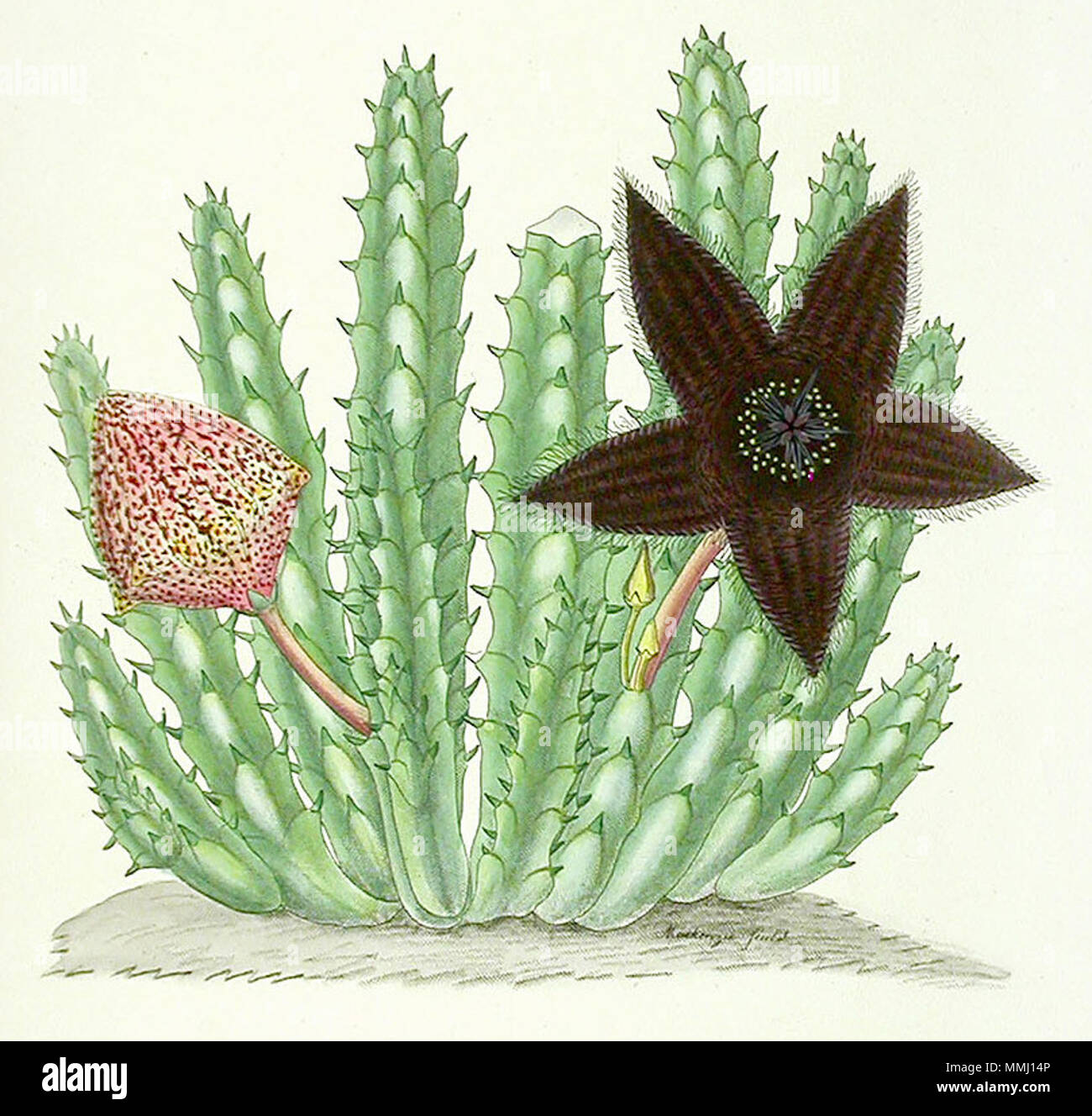 Tridentea gemmiflora hi-res stock photography and images - Alamy