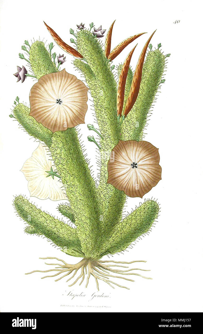 Hoodia gordonii hi-res stock photography and images - Alamy