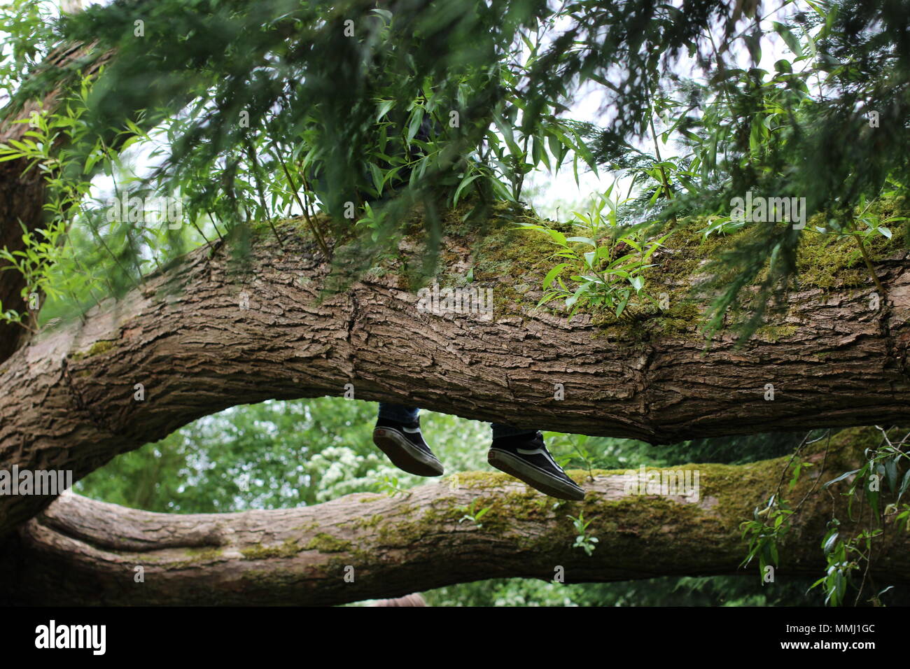 Climbing plants trees hi-res stock photography and images - Alamy