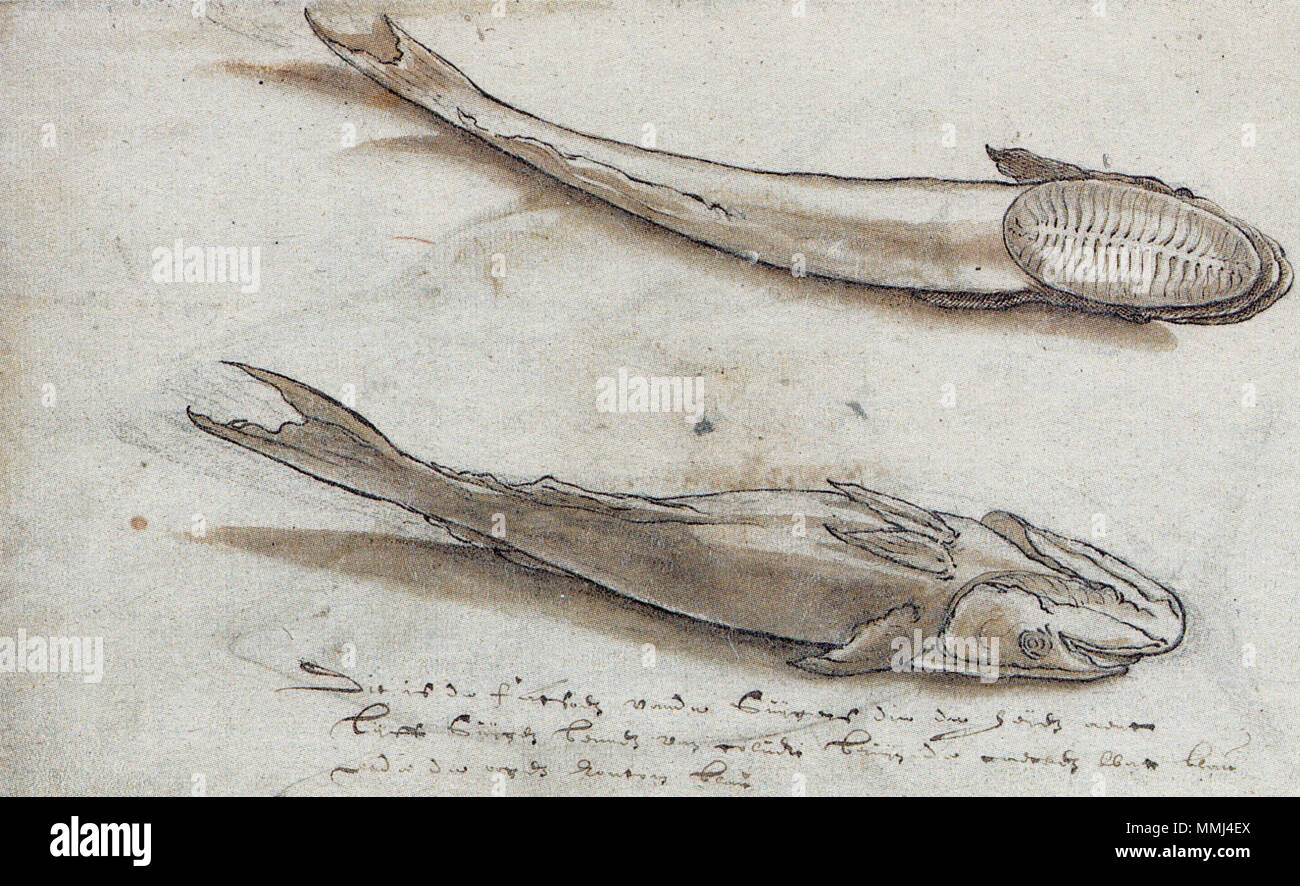 Common remora hi-res stock photography and images - Alamy