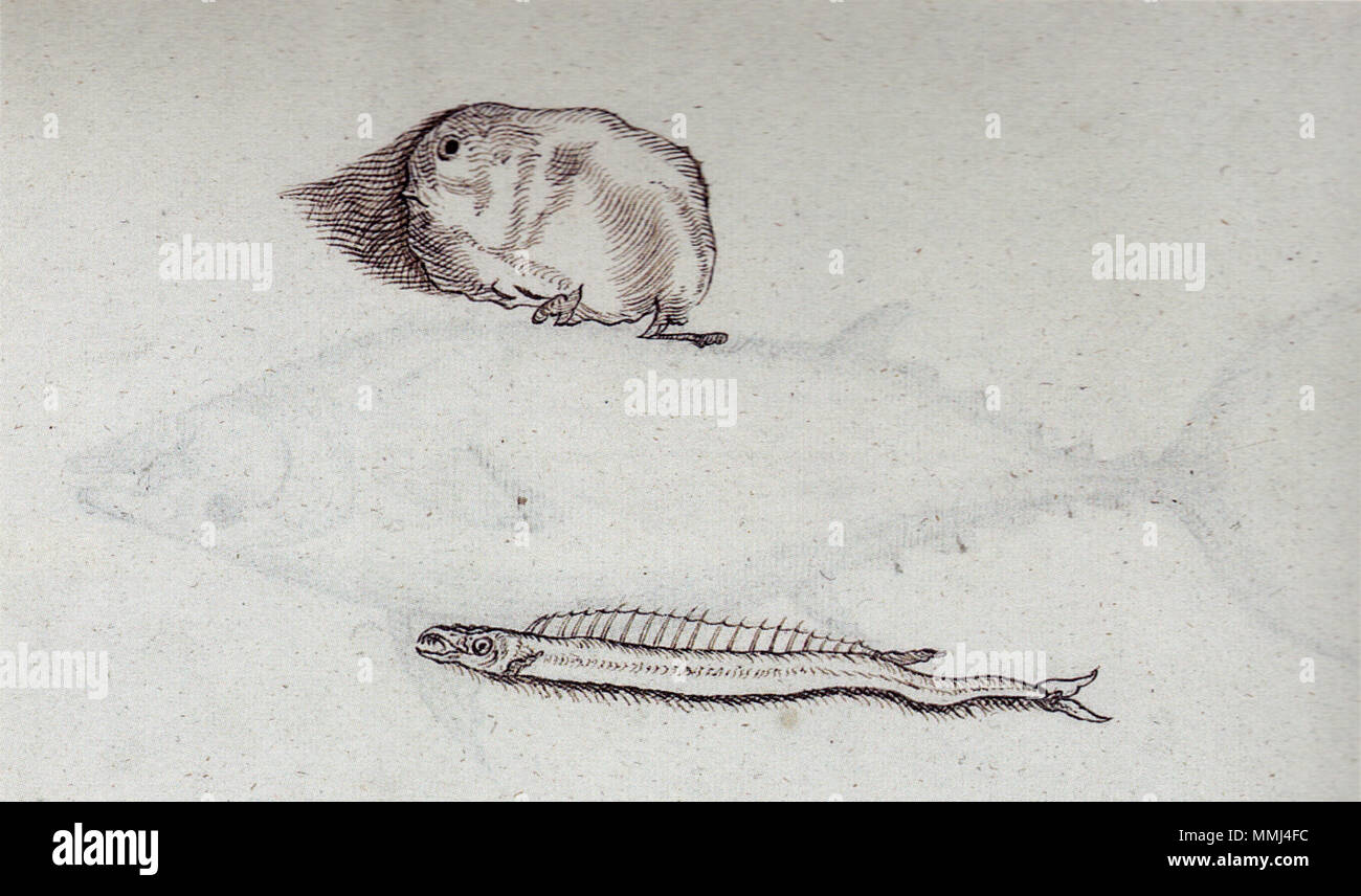 Snake mackerel hi-res stock photography and images - Alamy