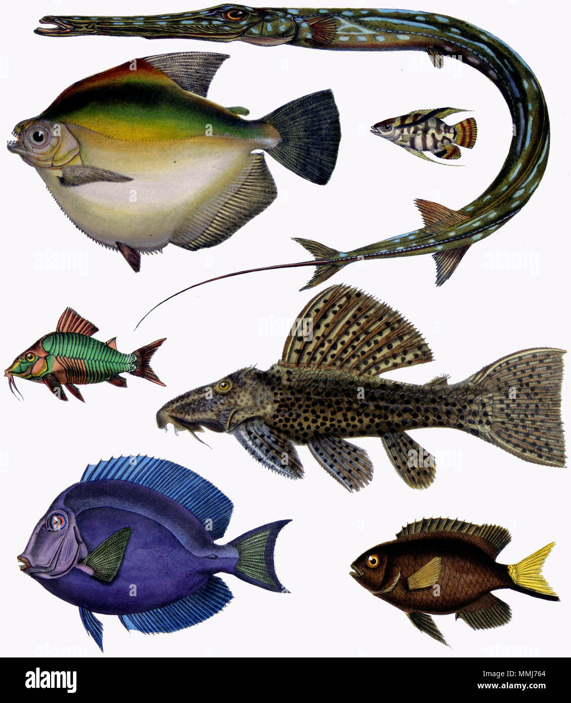 Teleost Fish Diseases