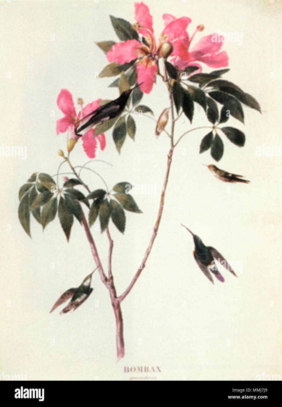 Bombacaceae - Chorisia speciosa. from 1825 until 1828. Adrien Taunay ...