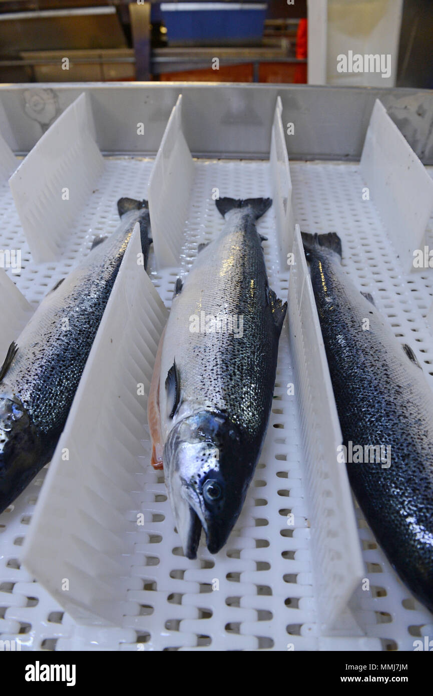 Farmed salmon being processed in a dedicated salmon factory in the ...
