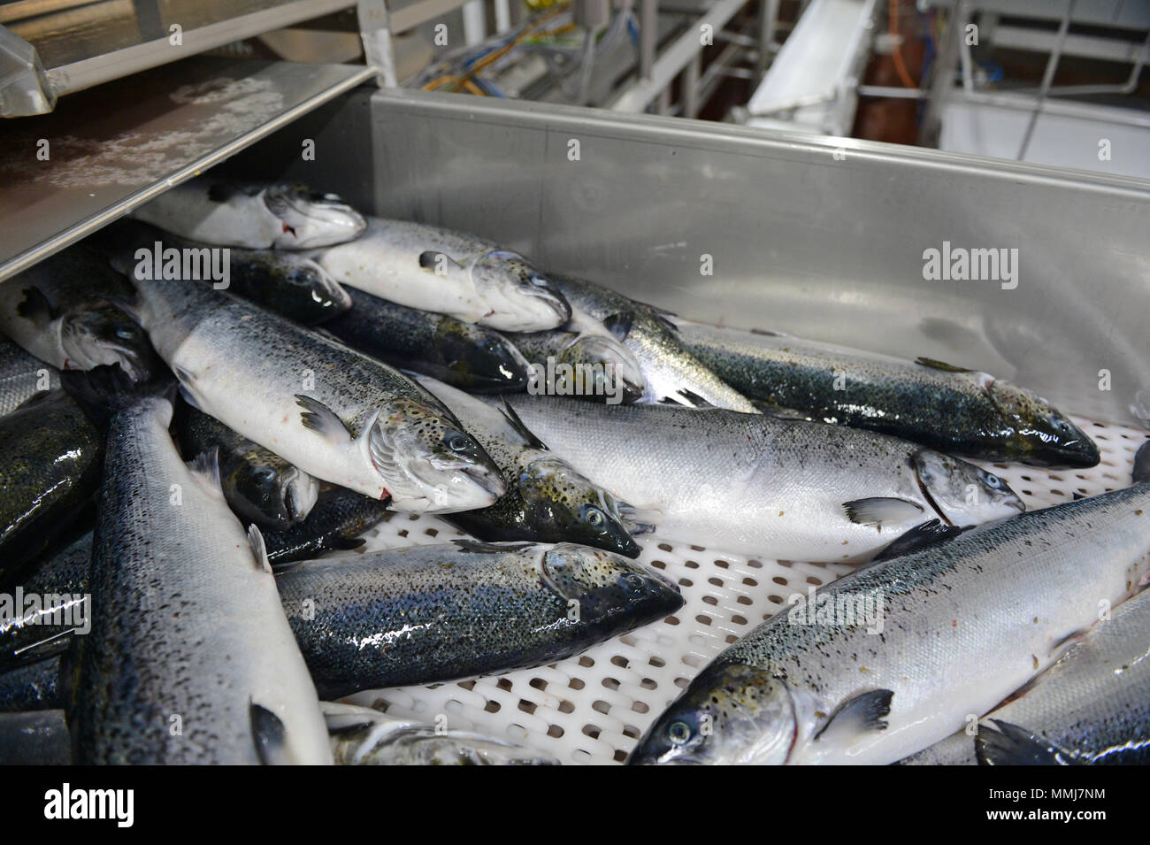 Farmed salmon being processed in a dedicated salmon factory in the ...