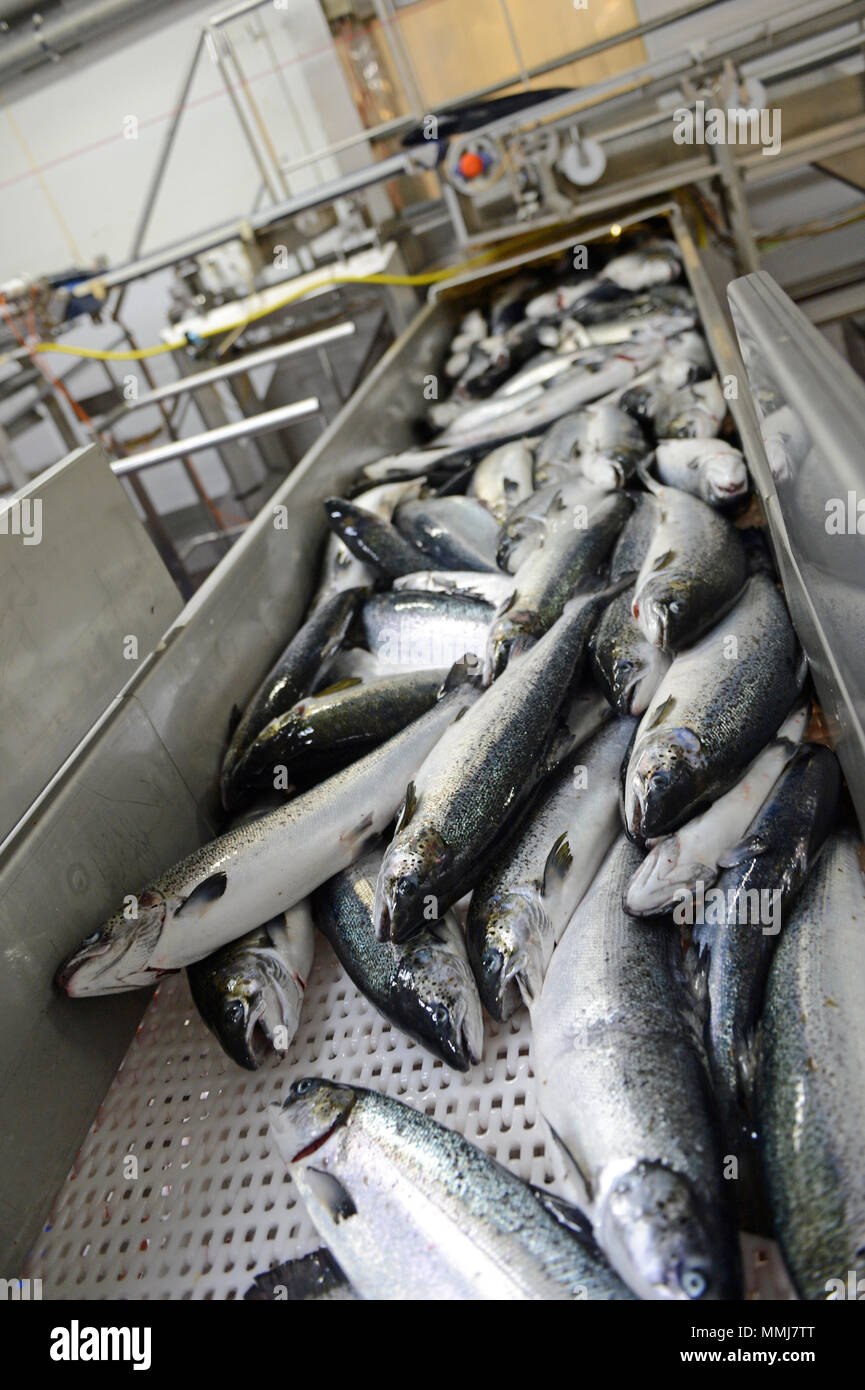 Farmed salmon being processed in a dedicated salmon factory in the ...