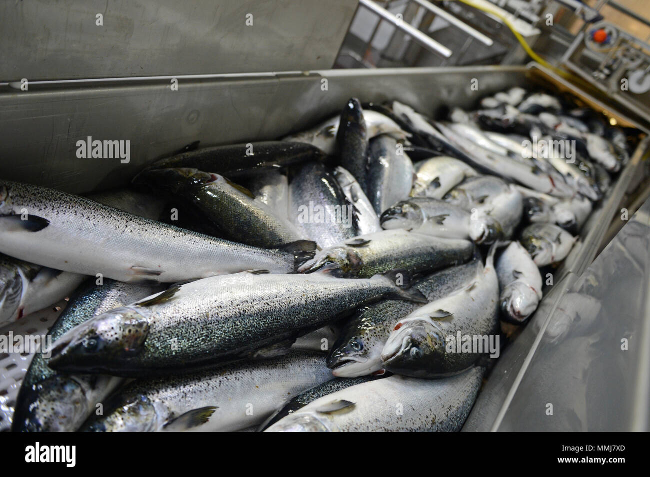 Farmed salmon hi-res stock photography and images - Alamy
