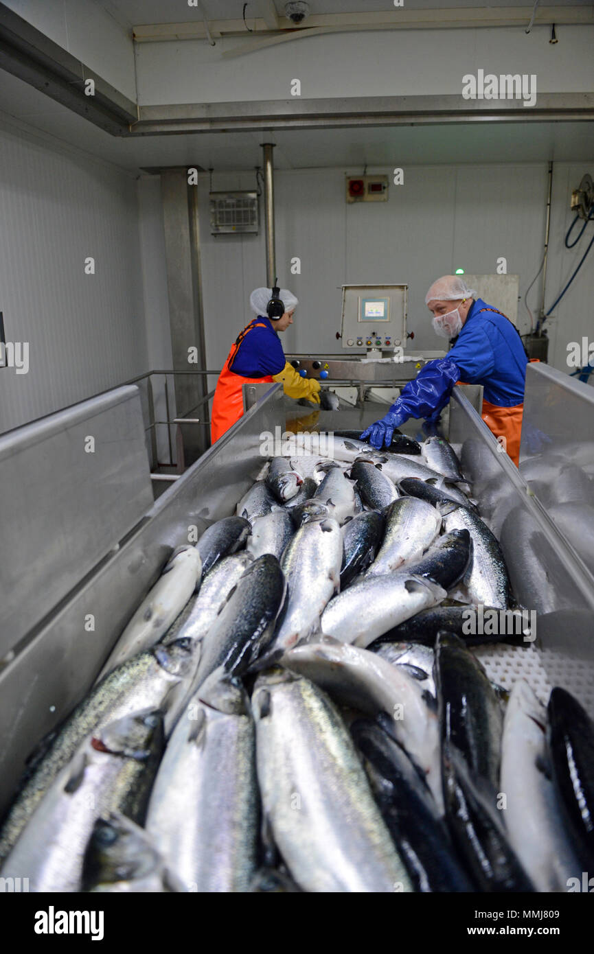 Farmed salmon being processed in a dedicated salmon factory in the ...