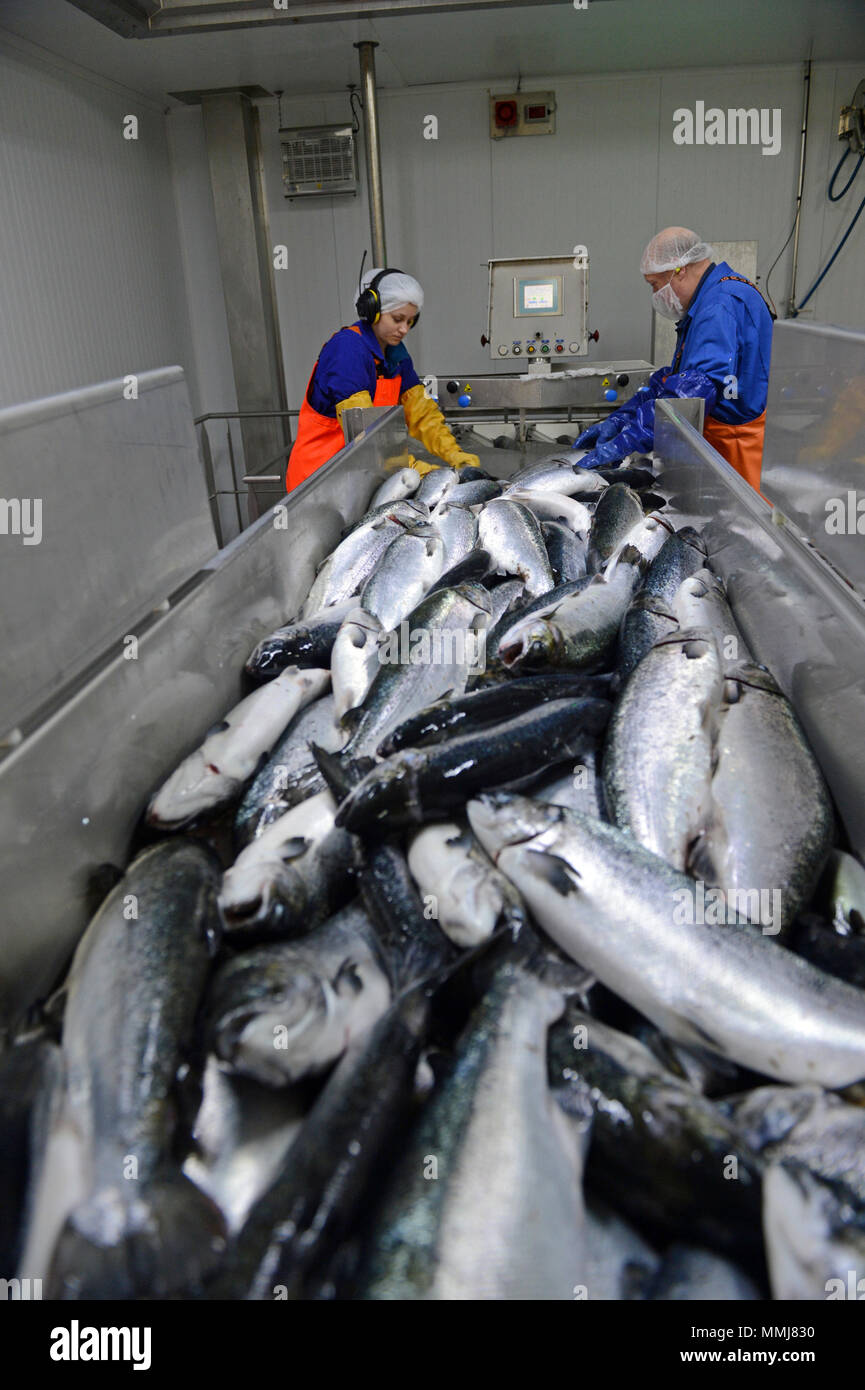 Farmed salmon being processed in a dedicated salmon factory in the ...