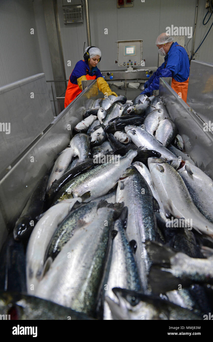 Farmed salmon being processed in a dedicated salmon factory in the ...