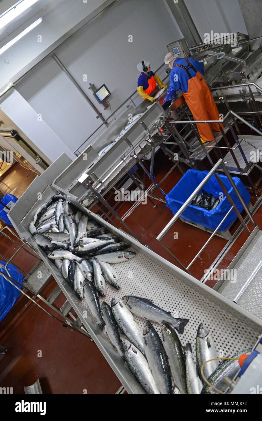 Farmed salmon being processed in a dedicated salmon factory in the ...