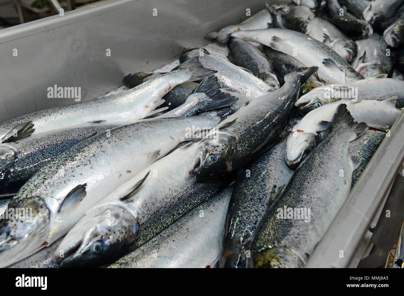 Farmed salmon being processed in a dedicated salmon factory in the ...