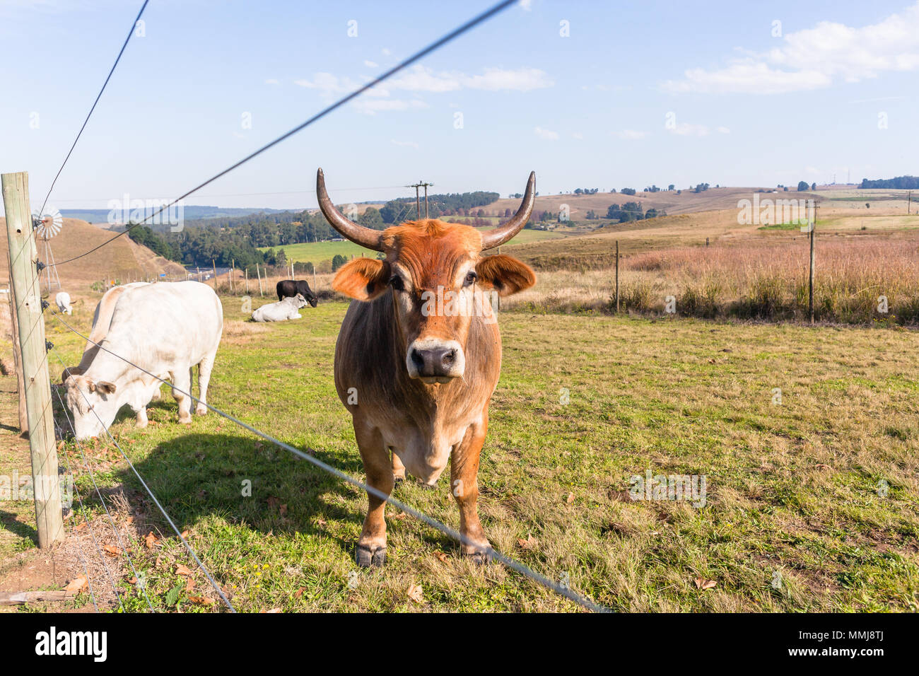 Cattle beef farming bull animal closeup countryside landscape Stock ...