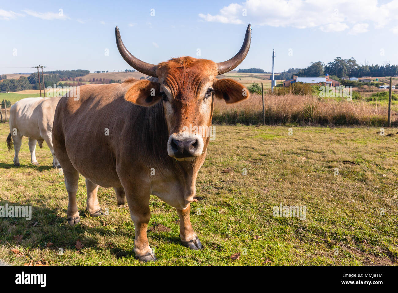 Cattle beef farming bull animal closeup countryside landscape Stock ...