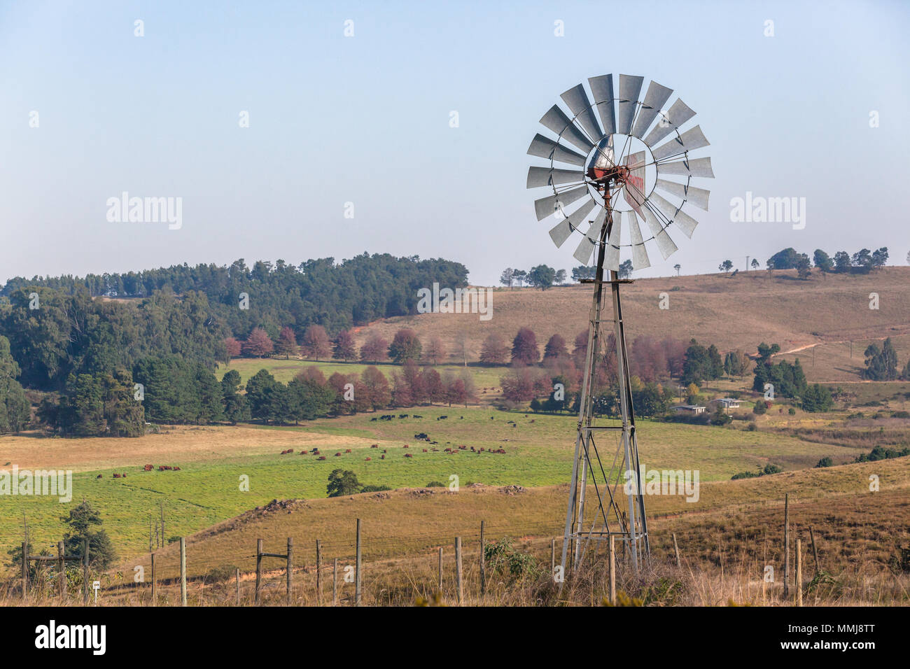 Farm cattle beef animals windmill countryside landscape Stock Photo - Alamy
