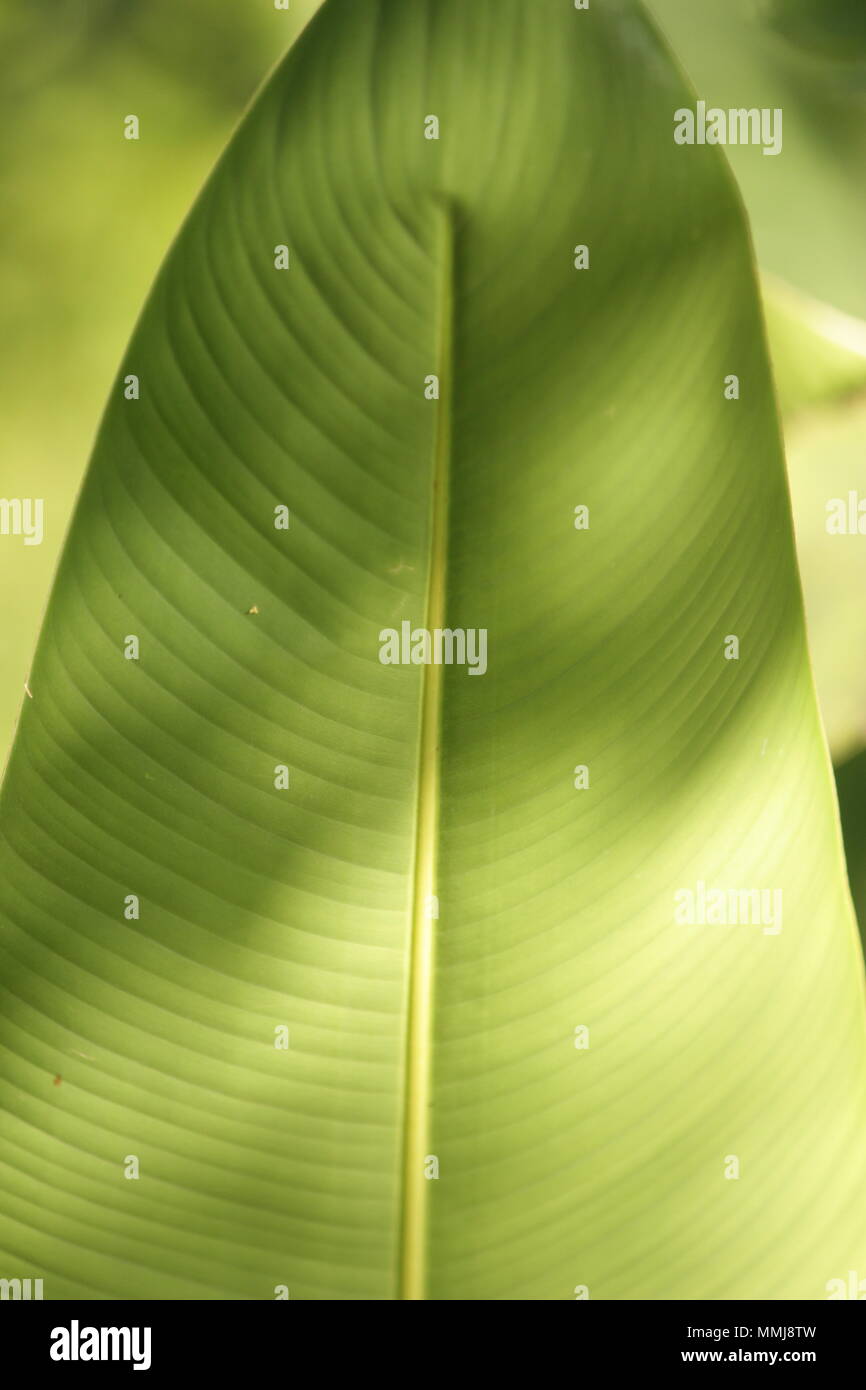 Green long leaf Stock Photo - Alamy