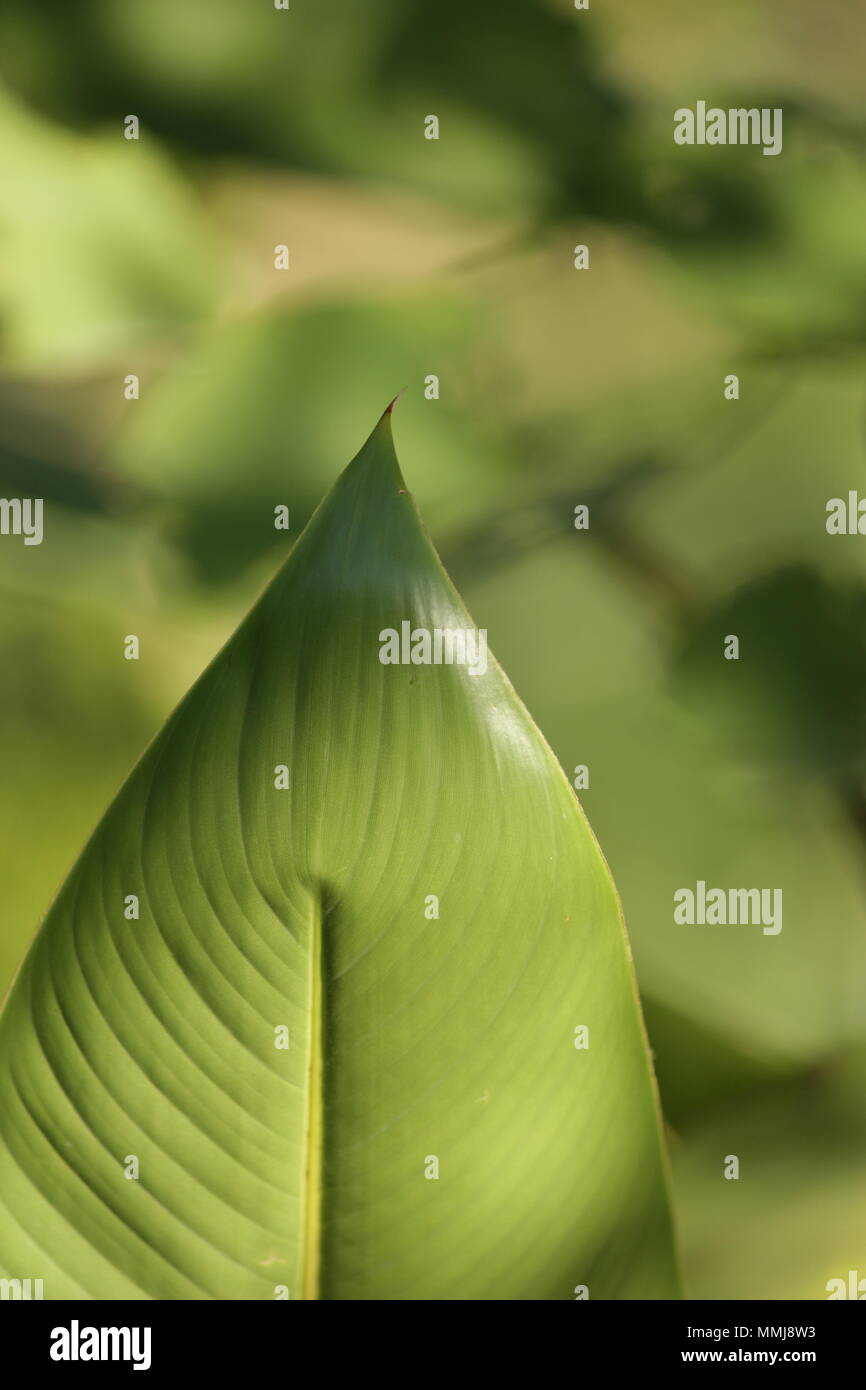 Green long leaf Stock Photo - Alamy