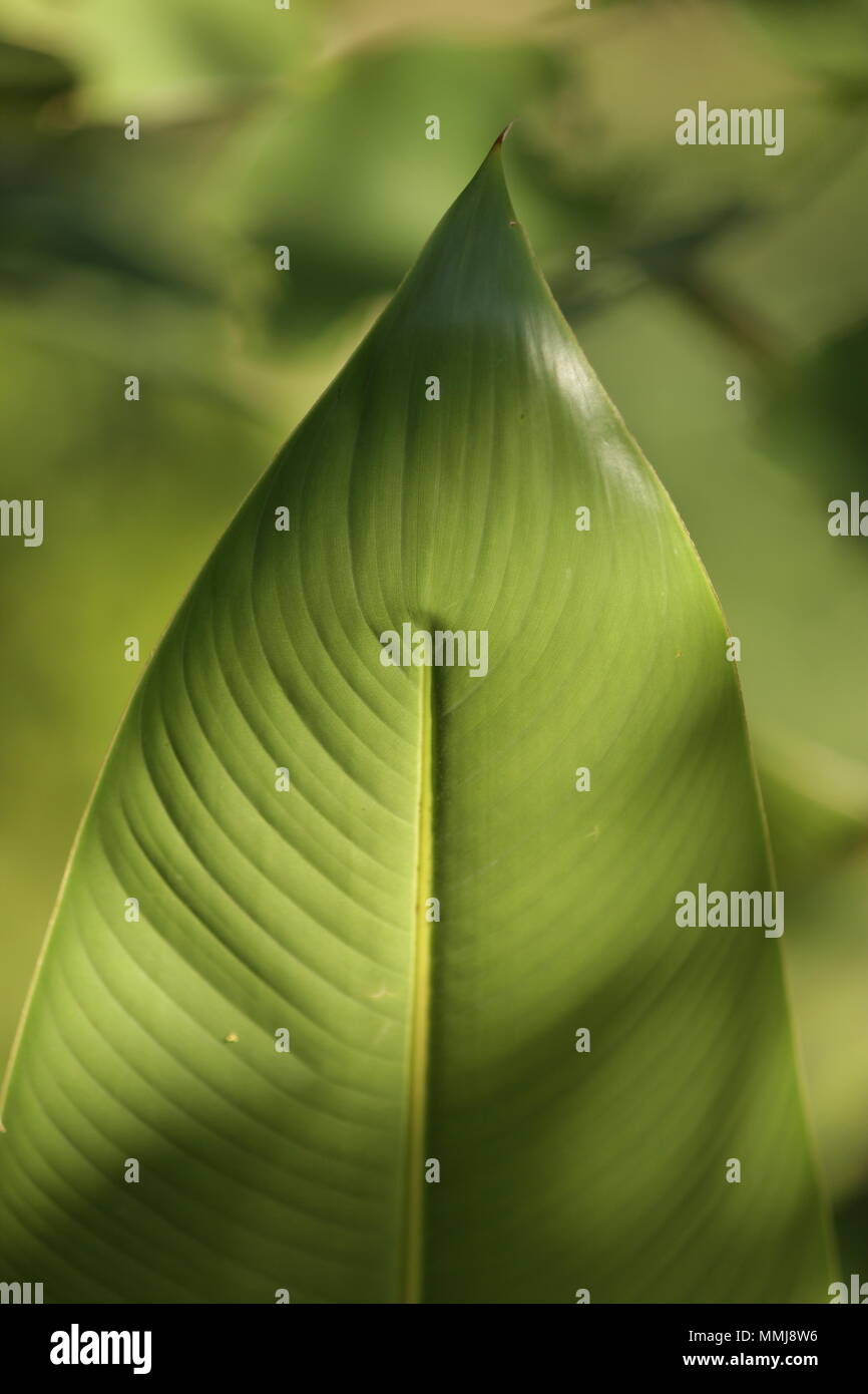 Plant long leaves green color hi-res stock photography and images - Alamy