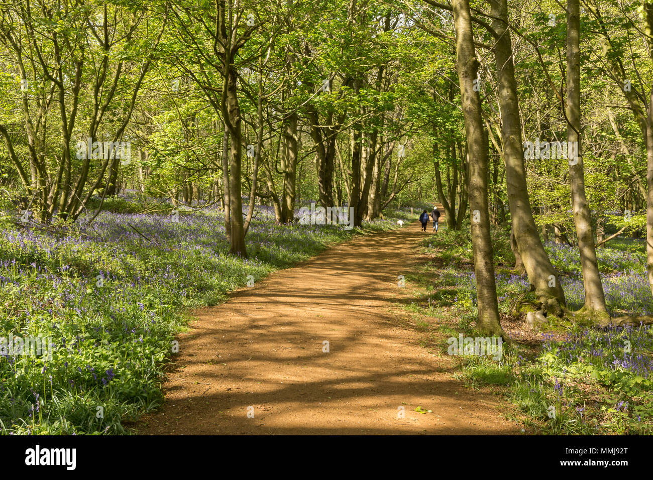 Walking in the woods in summer hi-res stock photography and images - Alamy