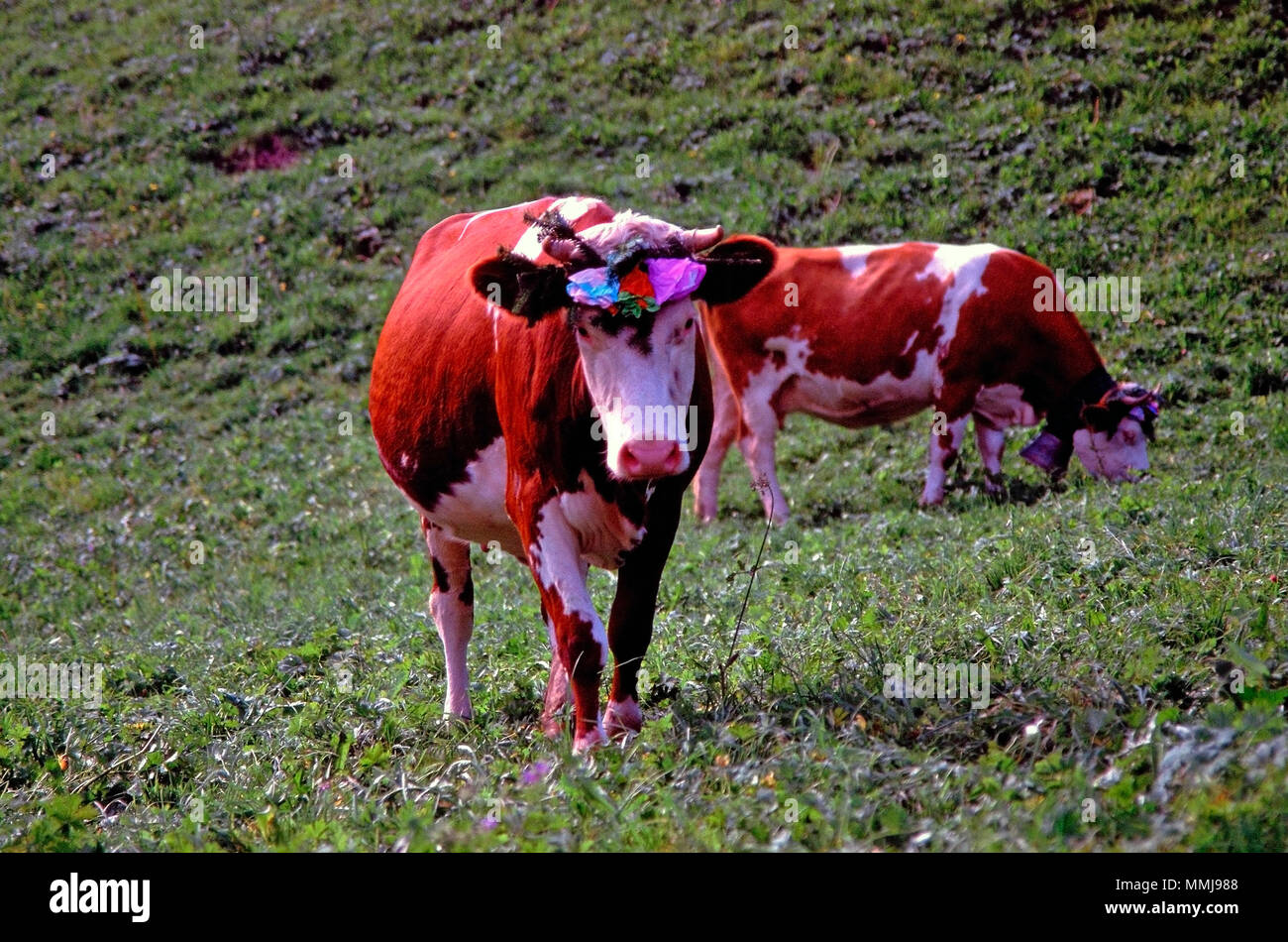 Swiss cow bells hi-res stock photography and images - Alamy