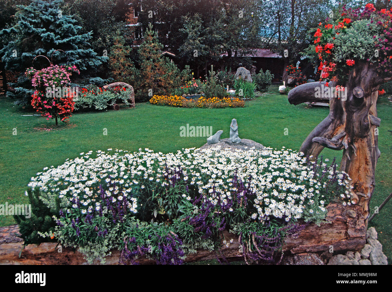 Switzerland valais flower hi-res stock photography and images - Alamy