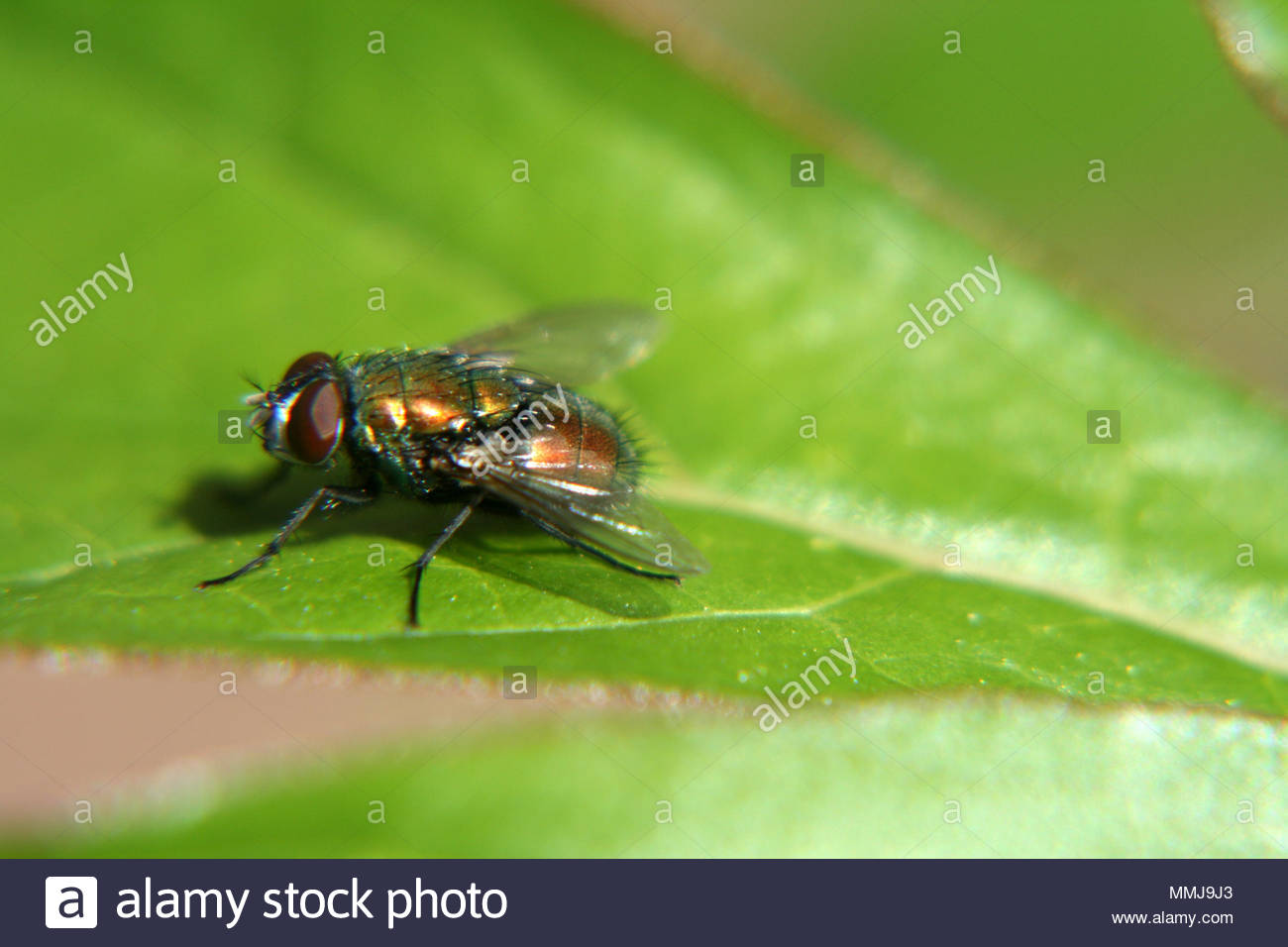Housefly Larvae Stock Photos & Housefly Larvae Stock Images - Alamy