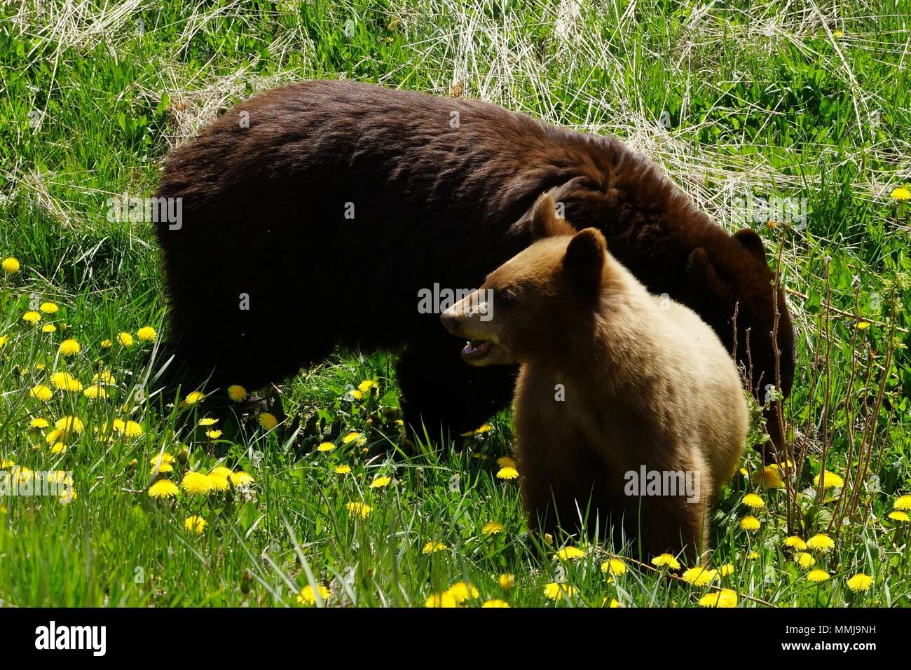 Spring black bear hi-res stock photography and images - Alamy