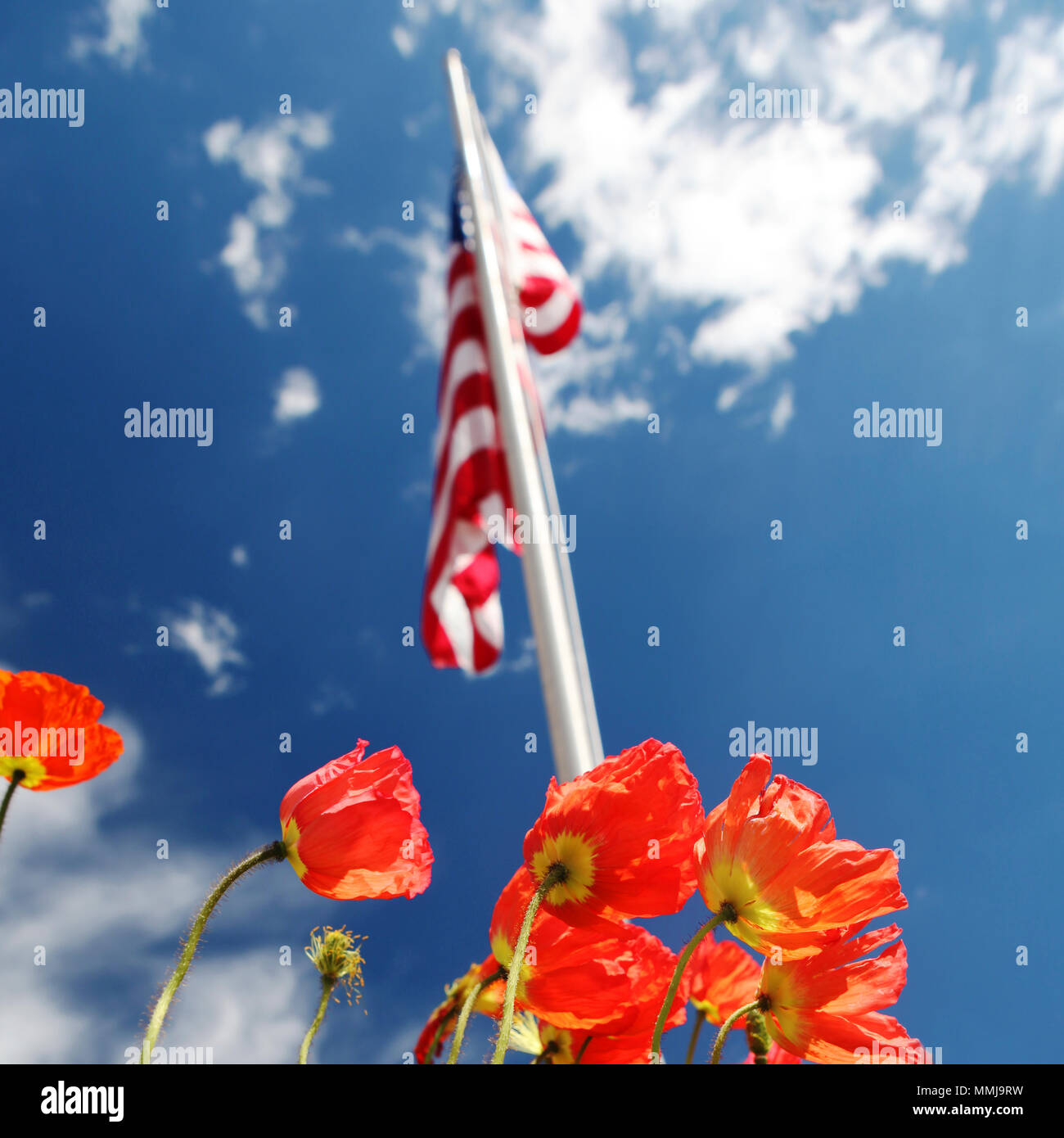 american flag on poppy fields, USA Memorial Day concept Stock Photo - Alamy