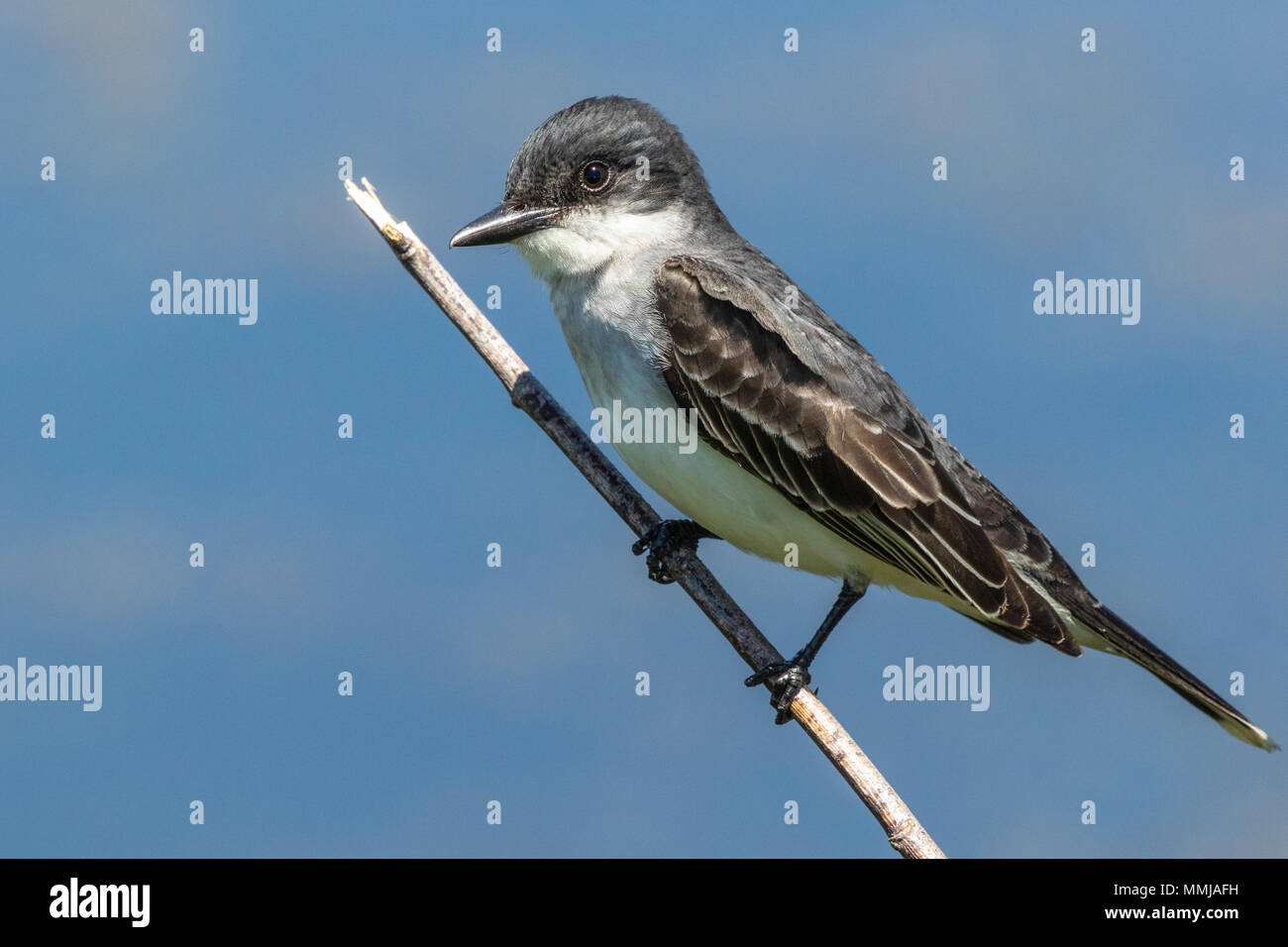 Eastern Phobe perched by Shoveler's Pond at Anahuac National Wildlife ...