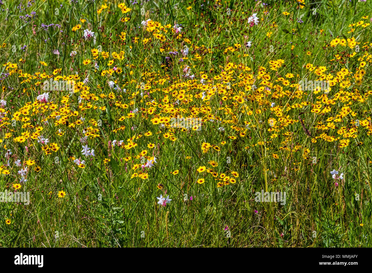 Texas tickseed hi-res stock photography and images - Alamy