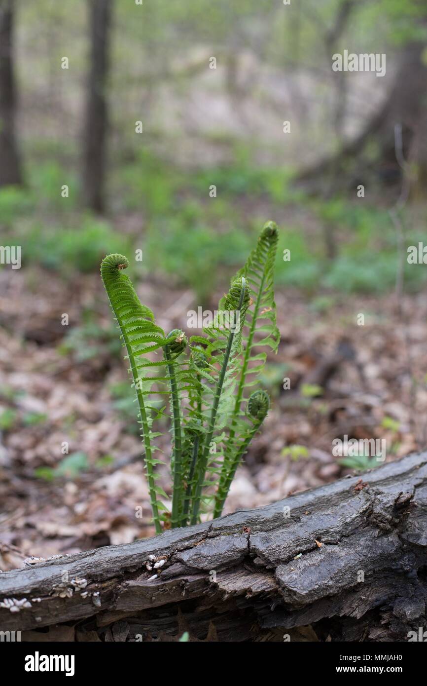 Ostrich fern at Eloise Butler Wildflower Garden in Minneapolis ...