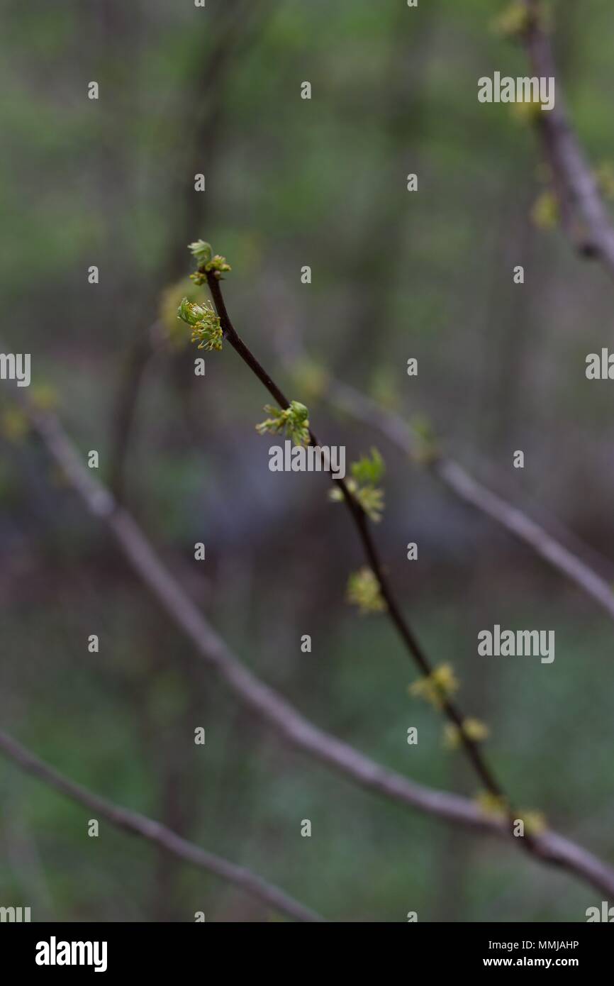 A branch from a prickly ash tree, at Eloise Butler Wildflower Garden in ...