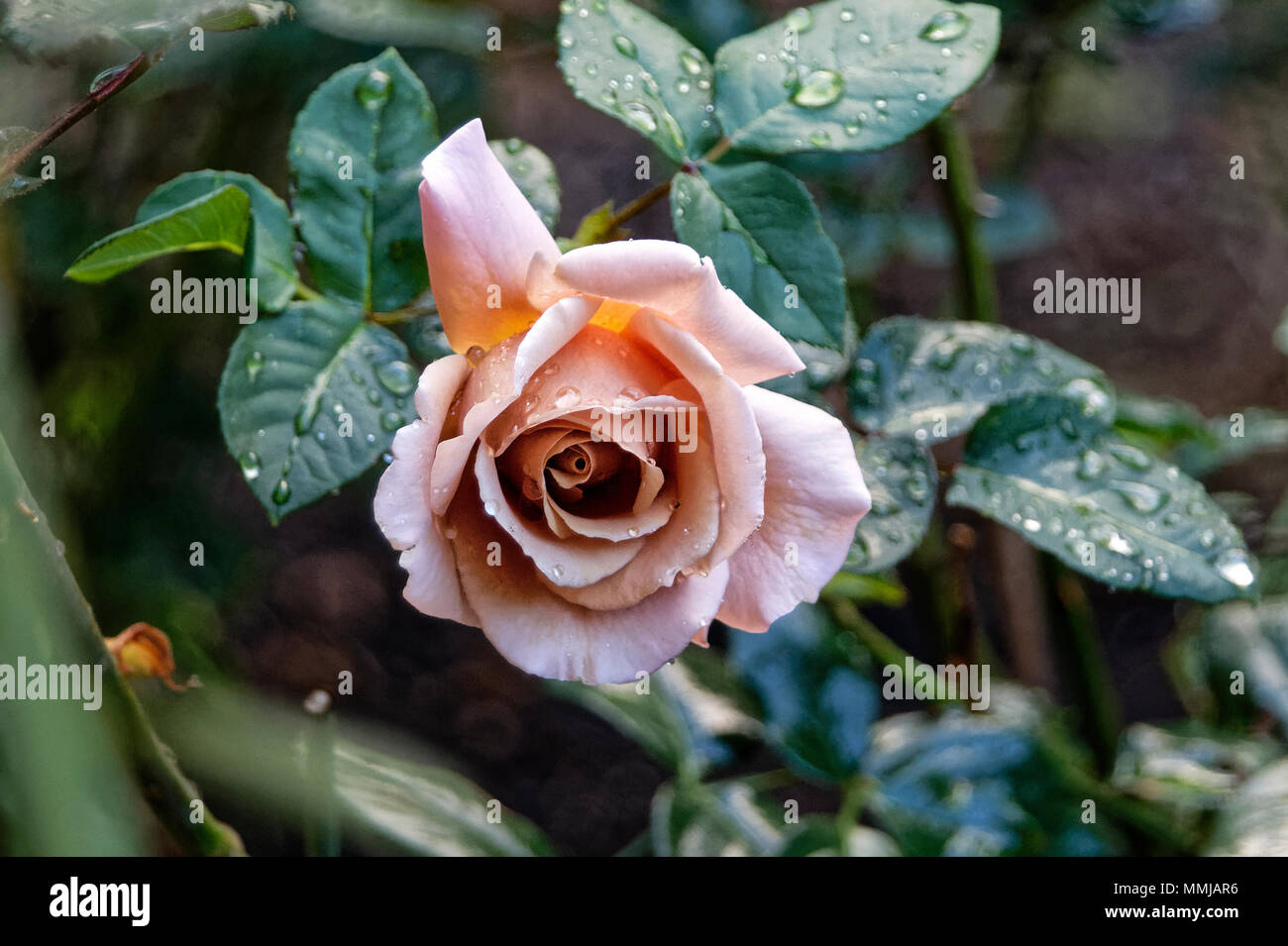 Roses In Perth WA In Rain Water Stock Photo - Alamy