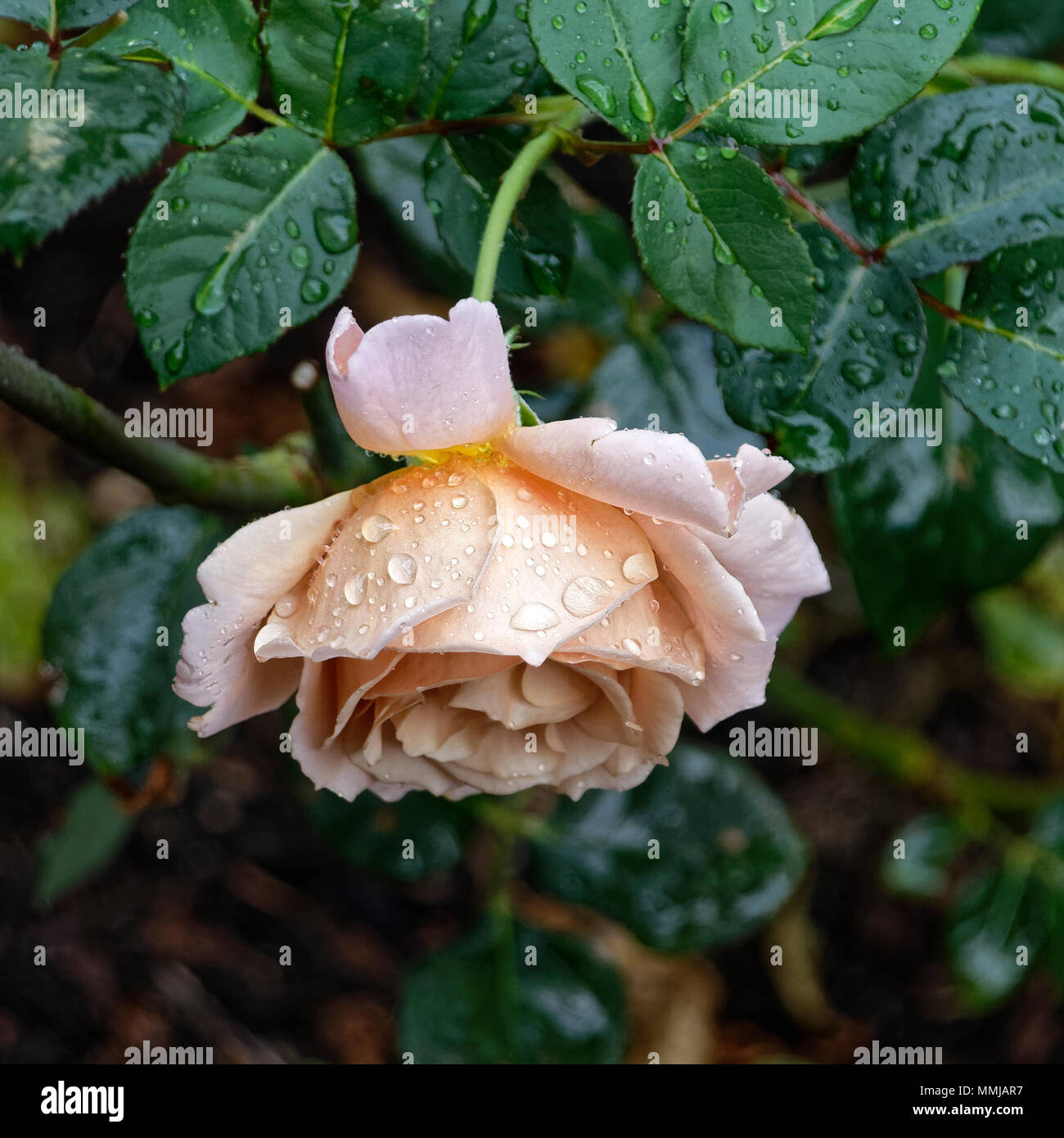 Rain perth wa hi-res stock photography and images - Alamy