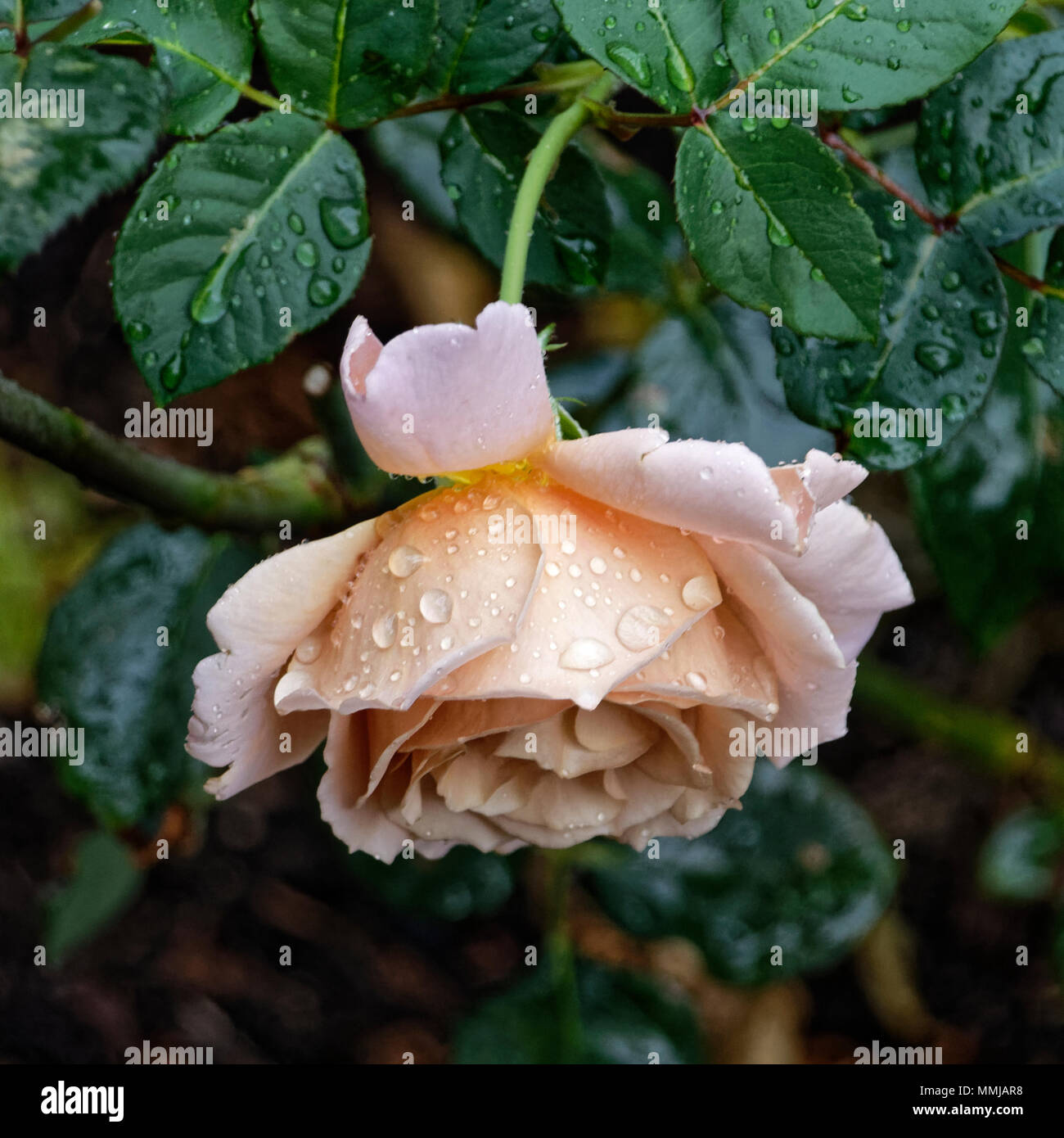 Rain perth wa hi-res stock photography and images - Alamy