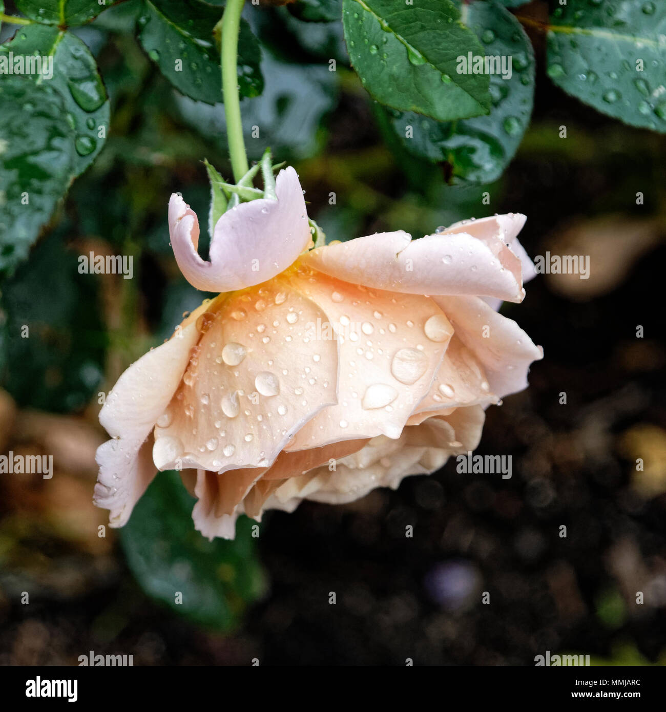 Julia Rose Side View Stock Photo - Alamy