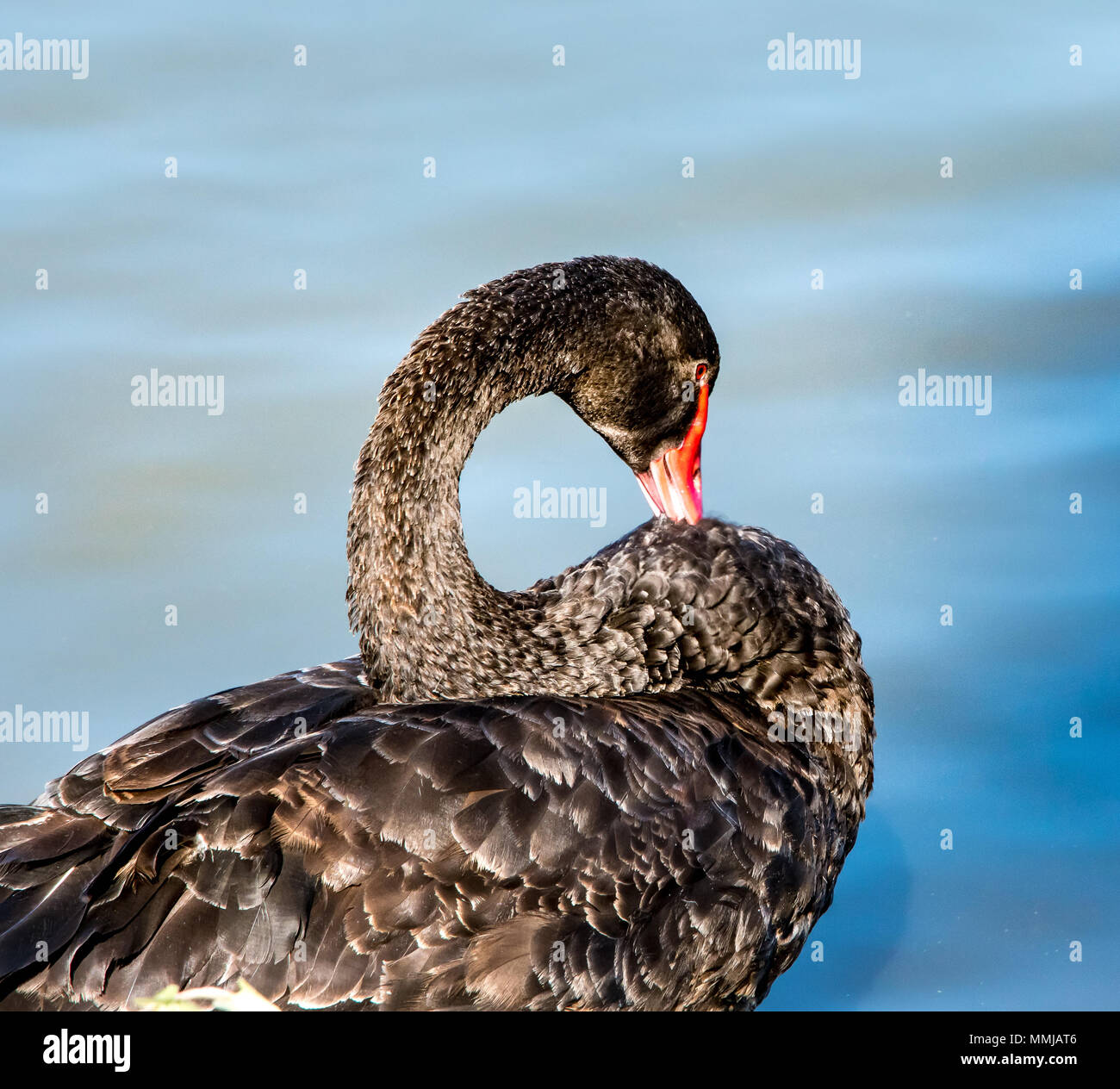 Black Swan Perth Stock Photo - Alamy