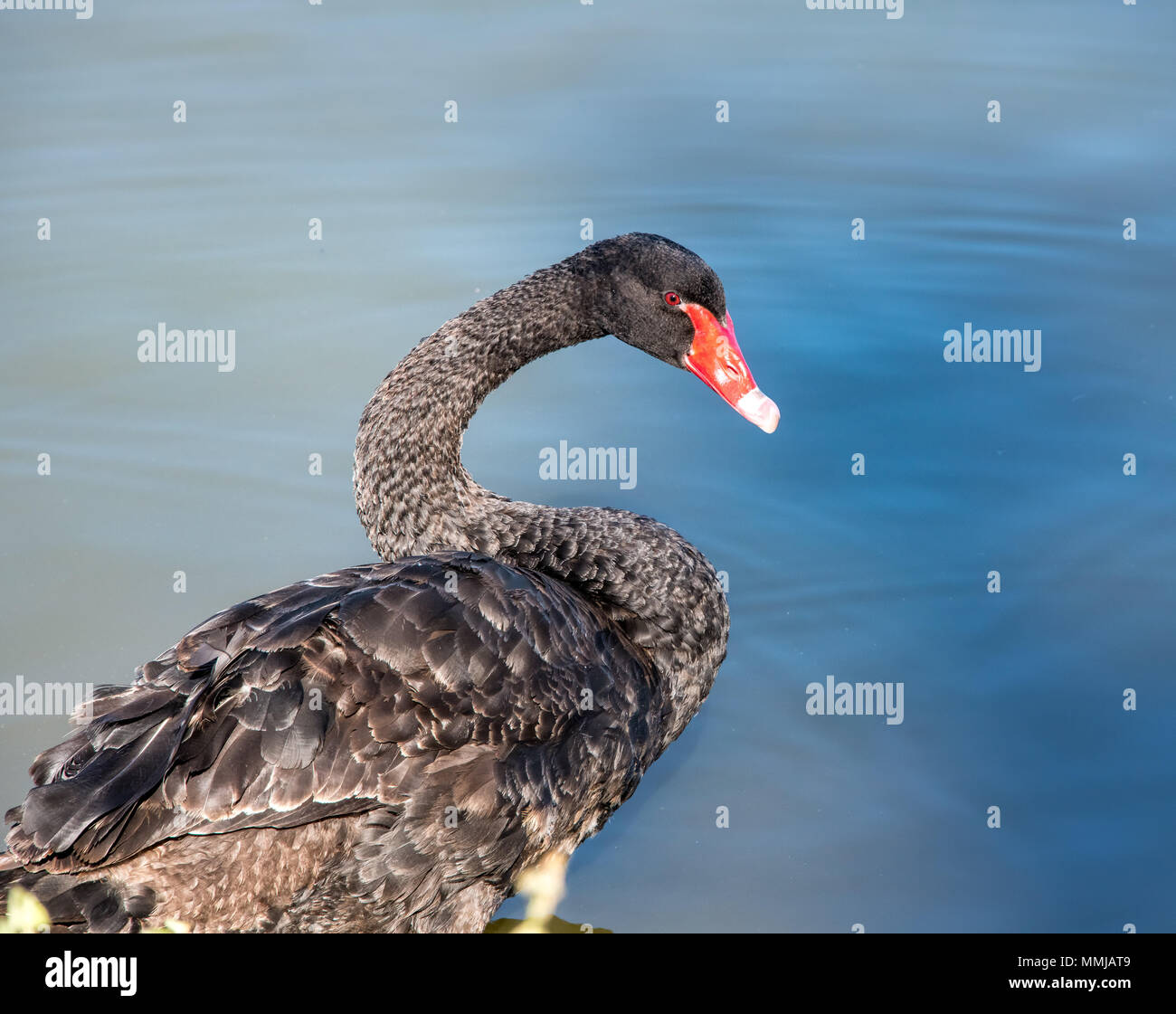 Black Swan Perth Stock Photo - Alamy