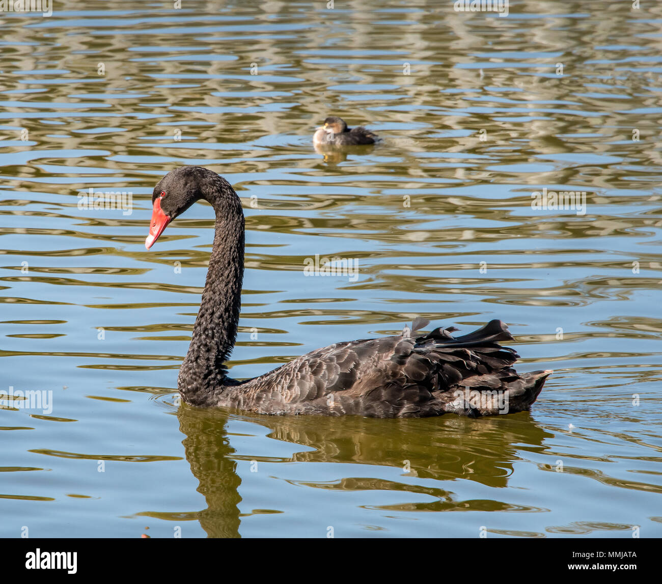 Black Swan Perth Stock Photo - Alamy